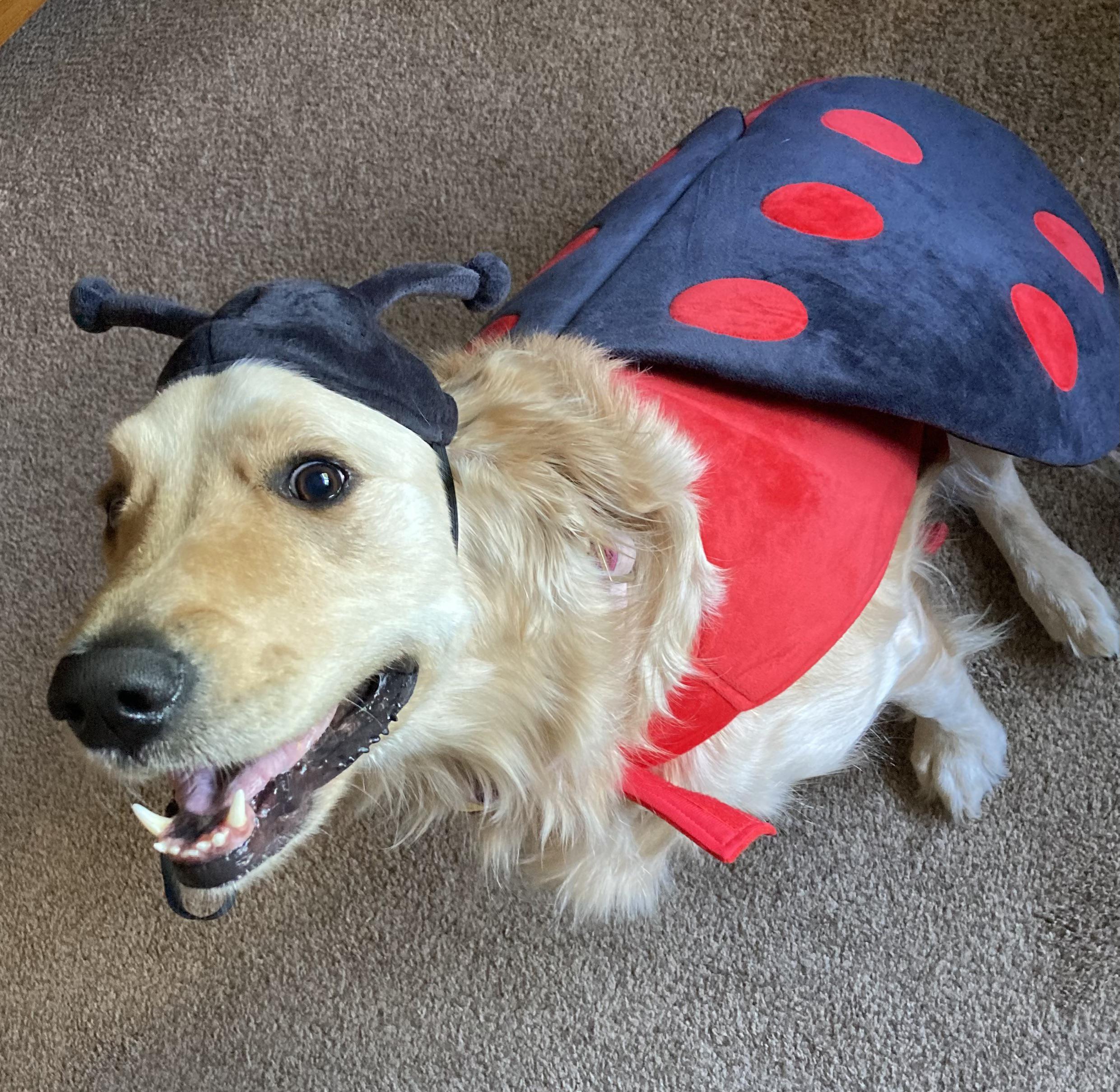 (OC) Luna the Ladybug | Scrolller