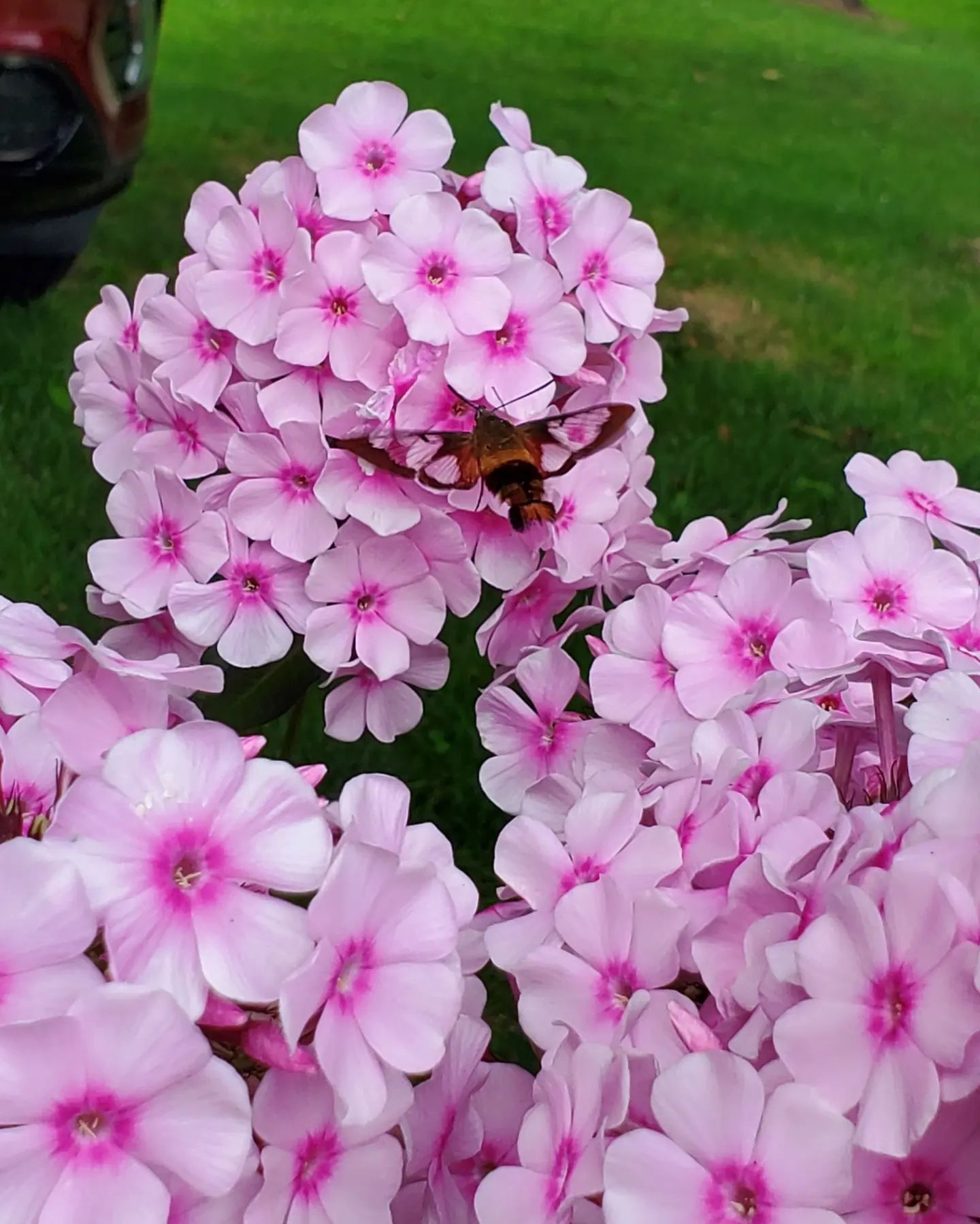 When the Phlox gets a visitor (summer 2024) | Scrolller