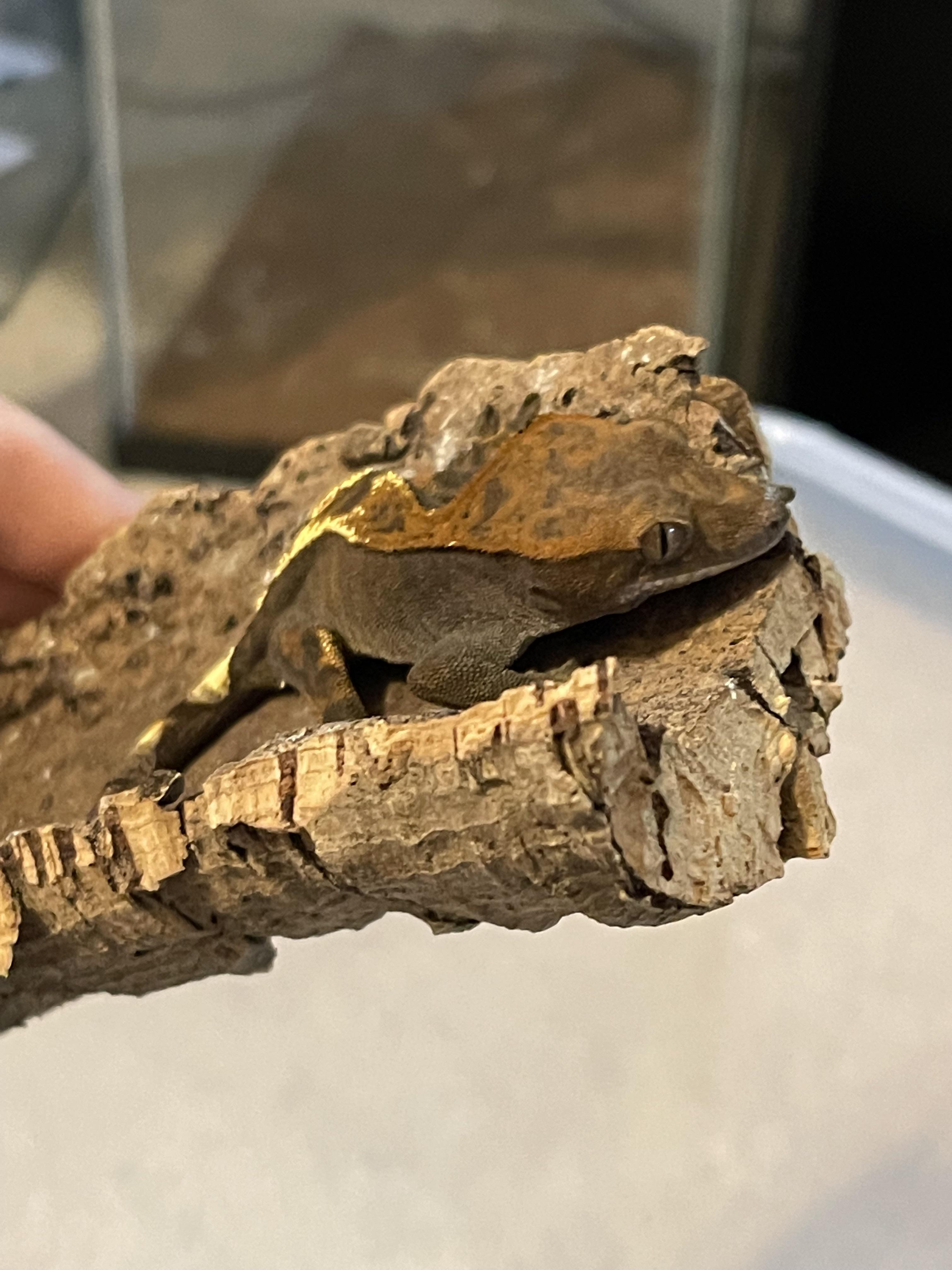 Can anyone help identify a crested gecko morph? | Scrolller