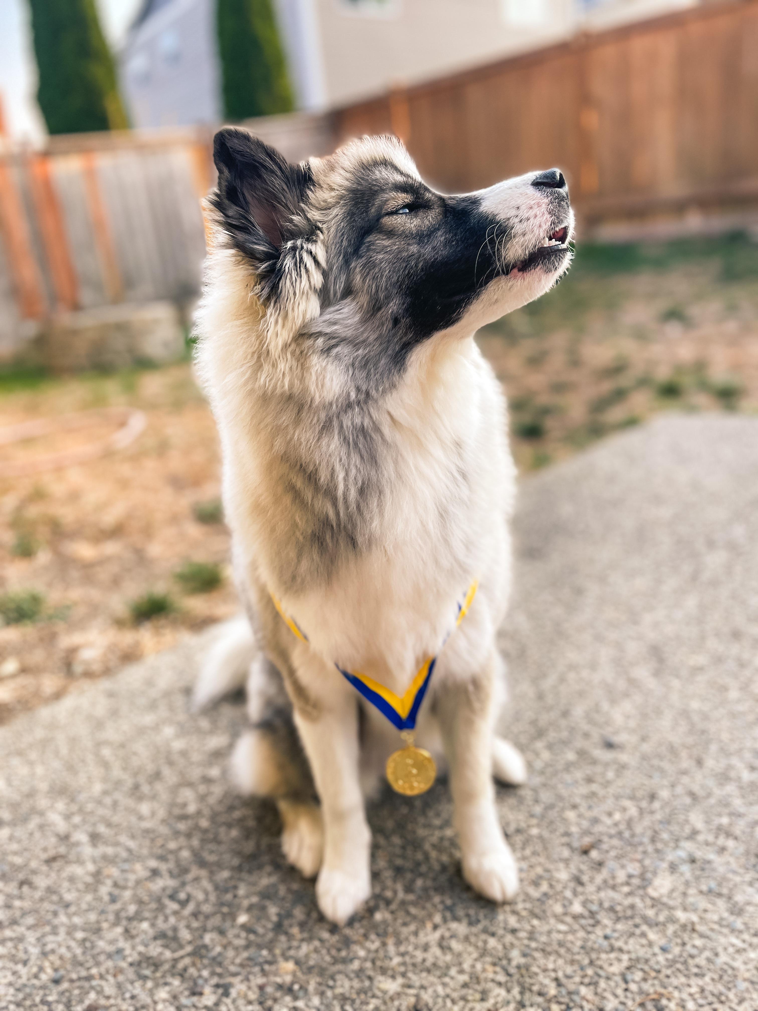 AKC STAR Puppy graduate. 😍 Swipe for more pics. | Scrolller
