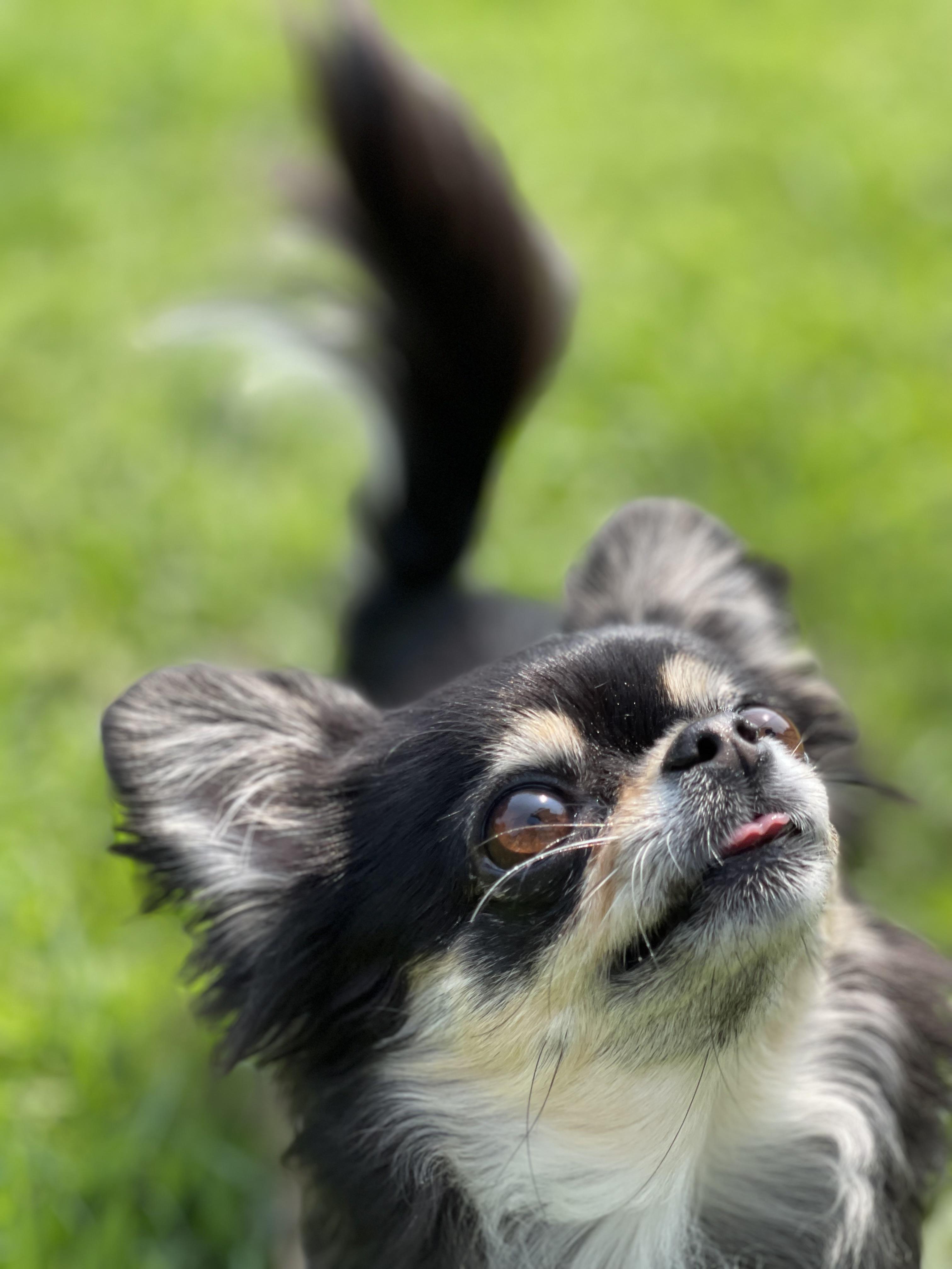 Rare sighting with her little tongue out | Scrolller