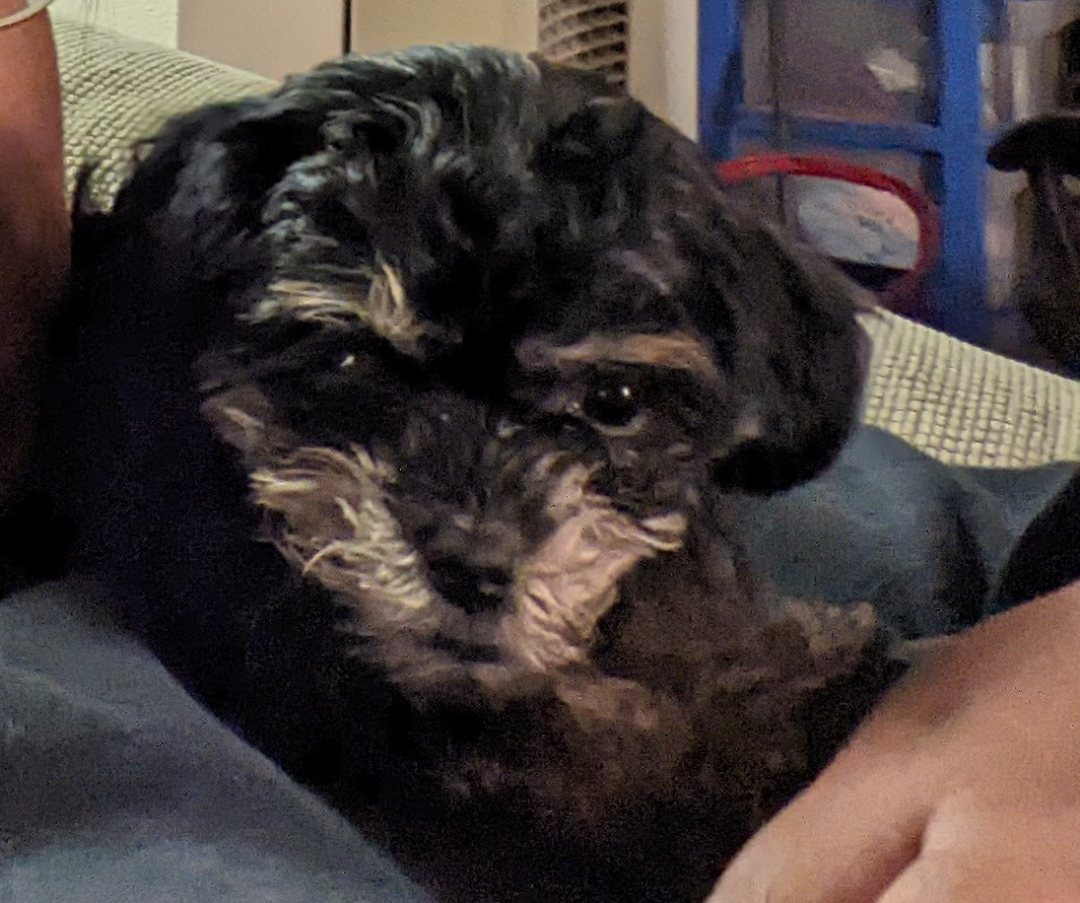 Meet Bella my new/first puppy | Scrolller