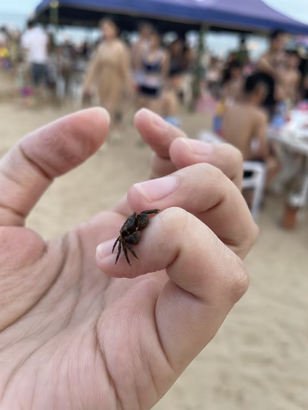 Tiny crab | Scrolller