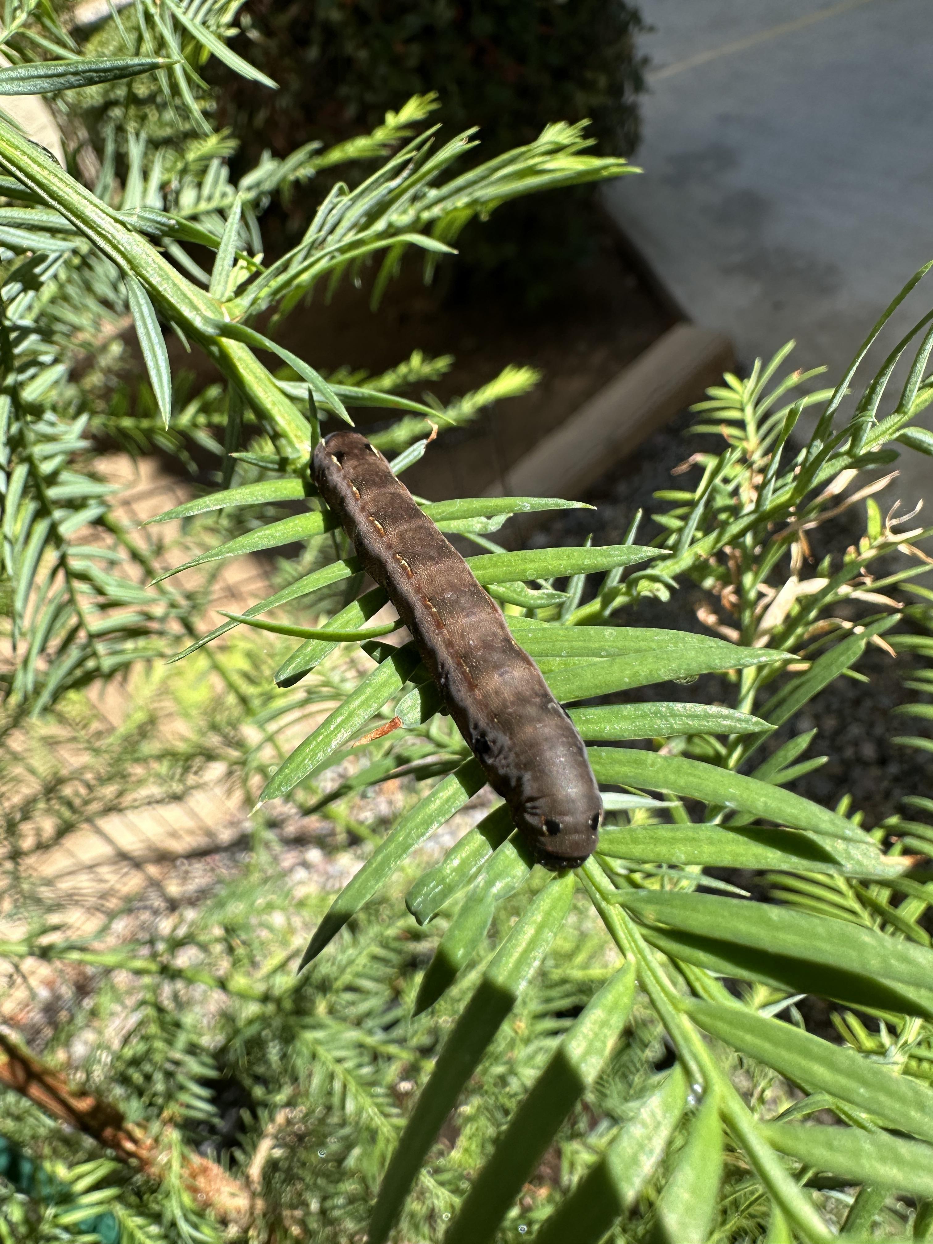 Help Identifying this Caterpillar | Scrolller