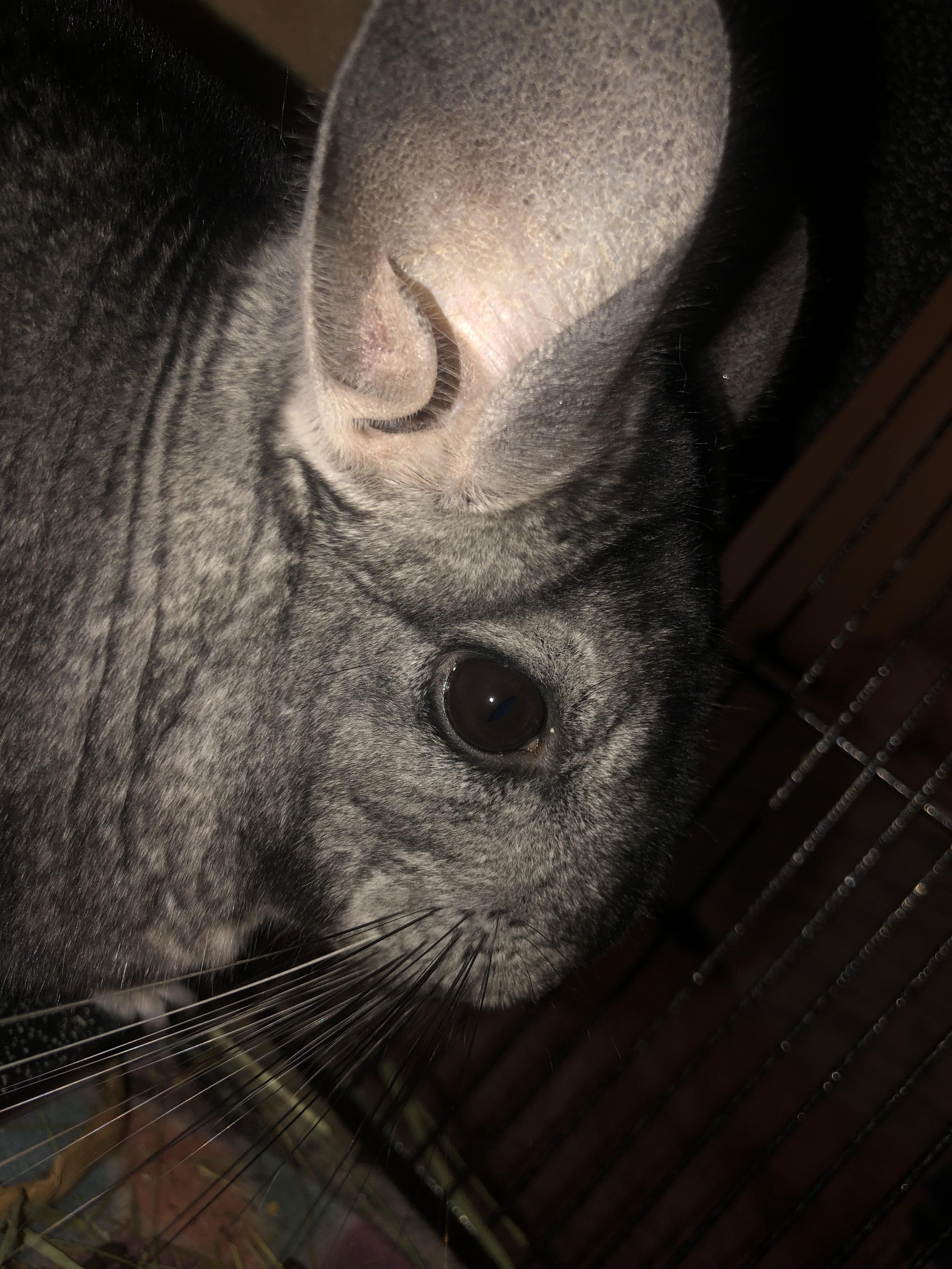 White spot on Chinchilla’s eyelid | Scrolller