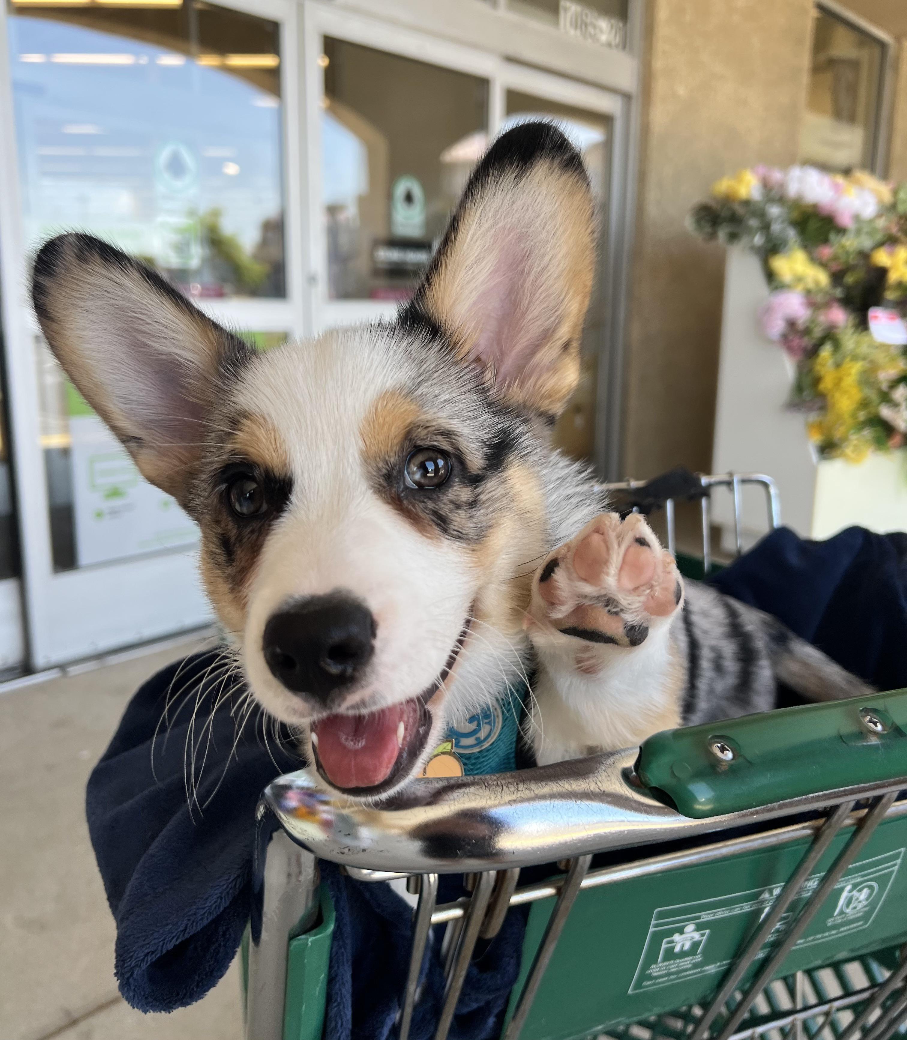 No one told me he would grow up so fast 🥺 today marks 2 months with him, he’s almost 4 months ...