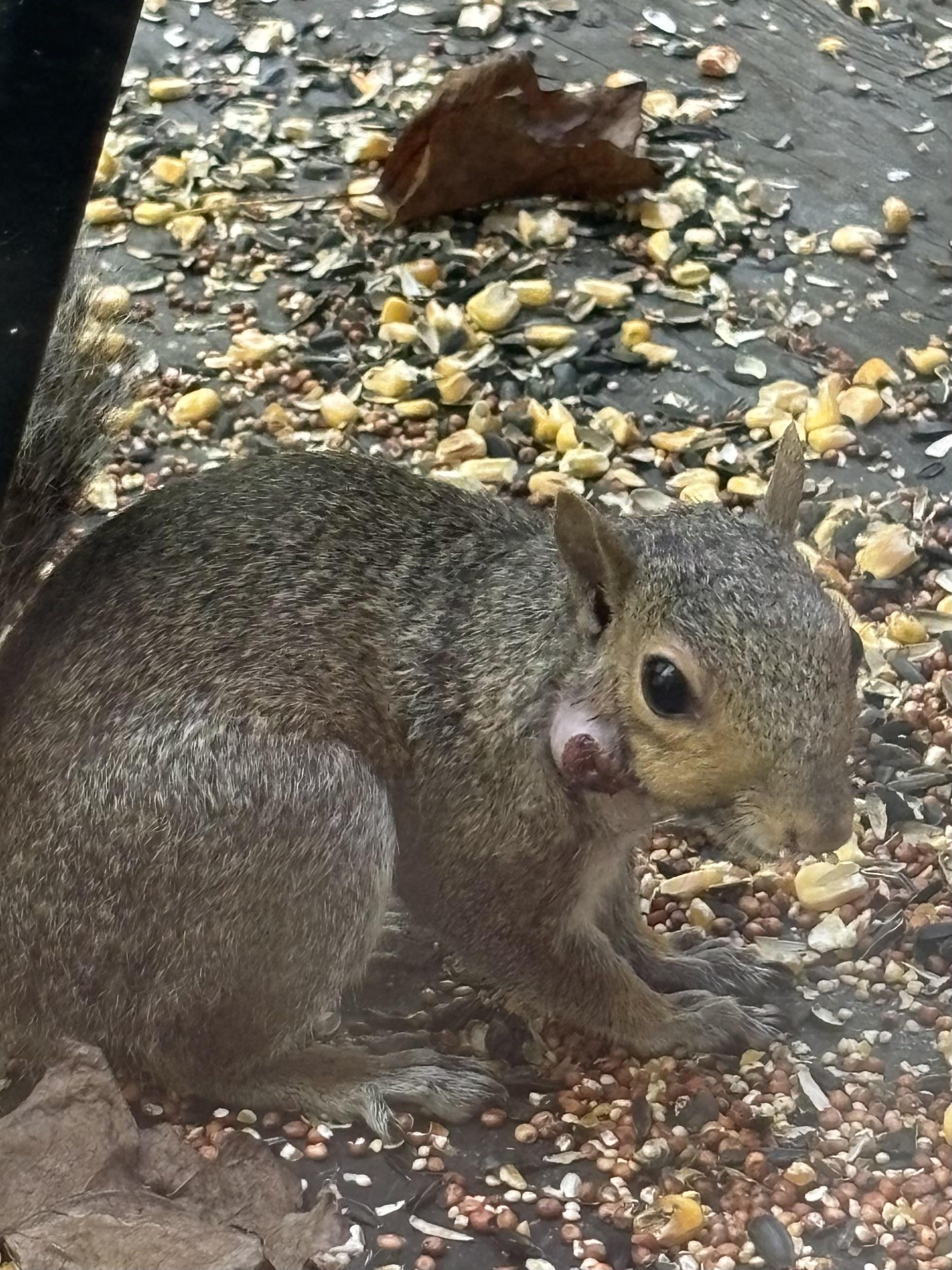 Red bump on squirrel’s neck | Scrolller