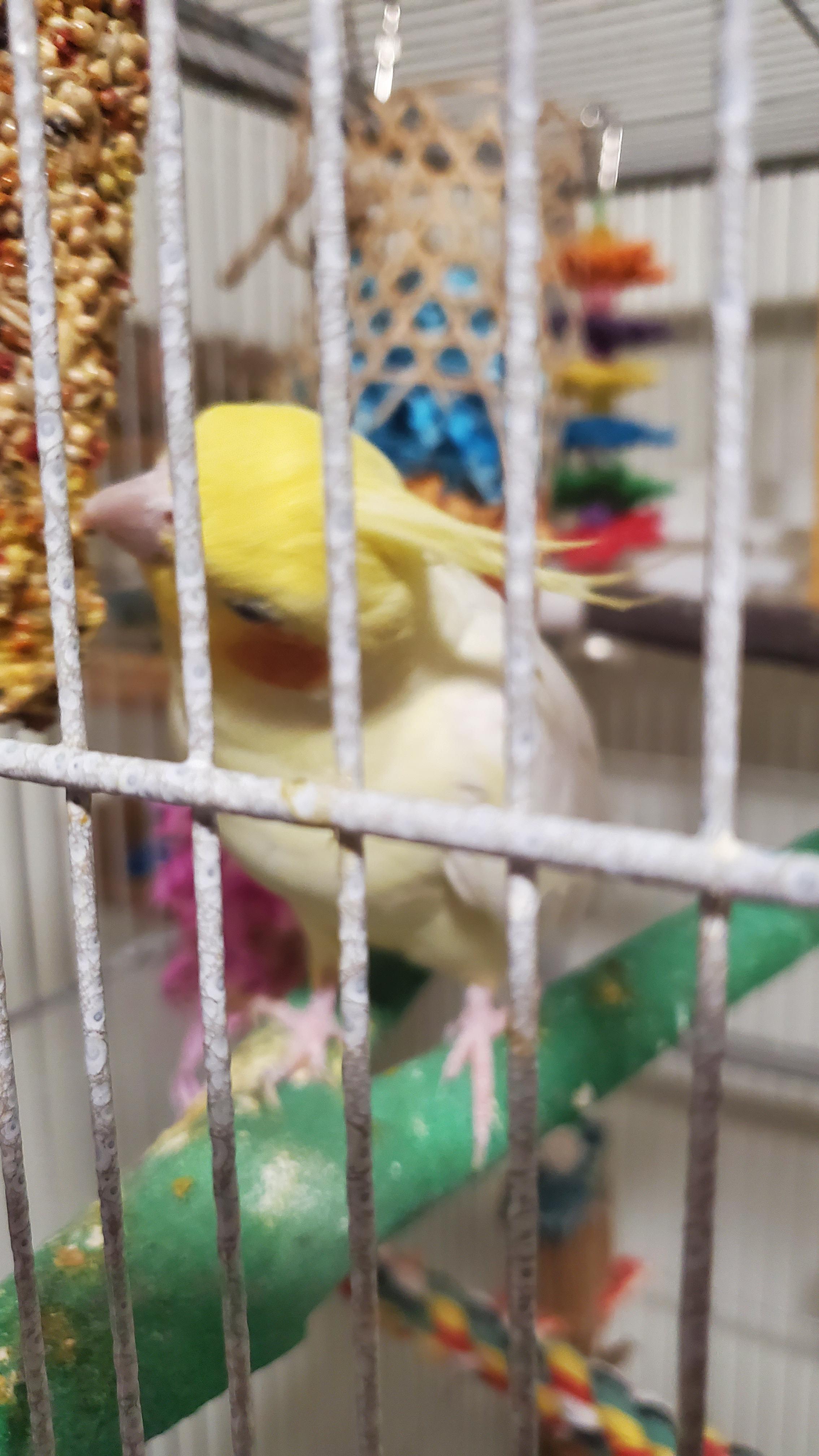 Discover more like Cockatiel: Meet my Mochi baby - also a question and Related Content | Scrolller