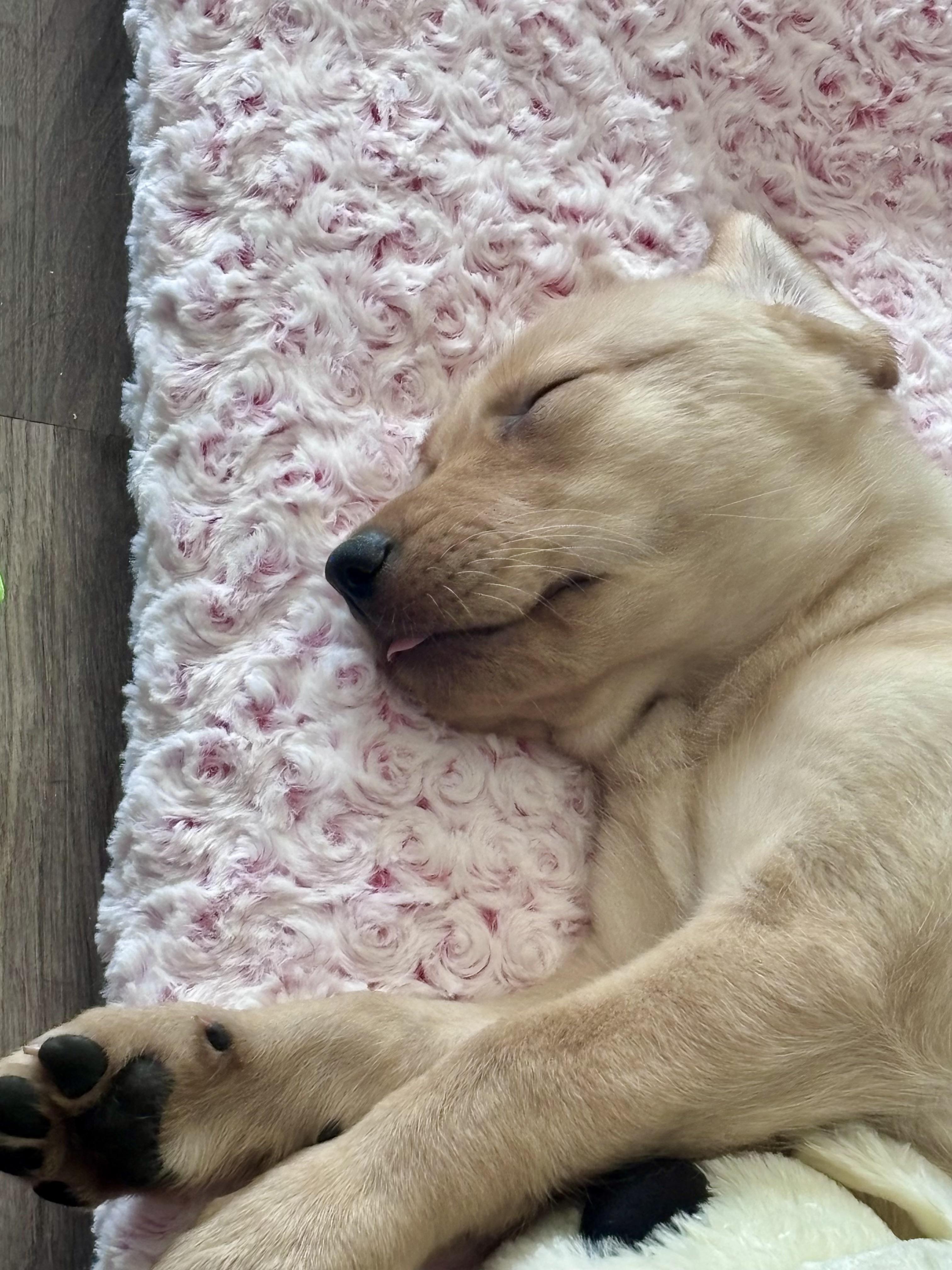 Discover more like Aww: Maple 🍁 and Related Content | Scrolller