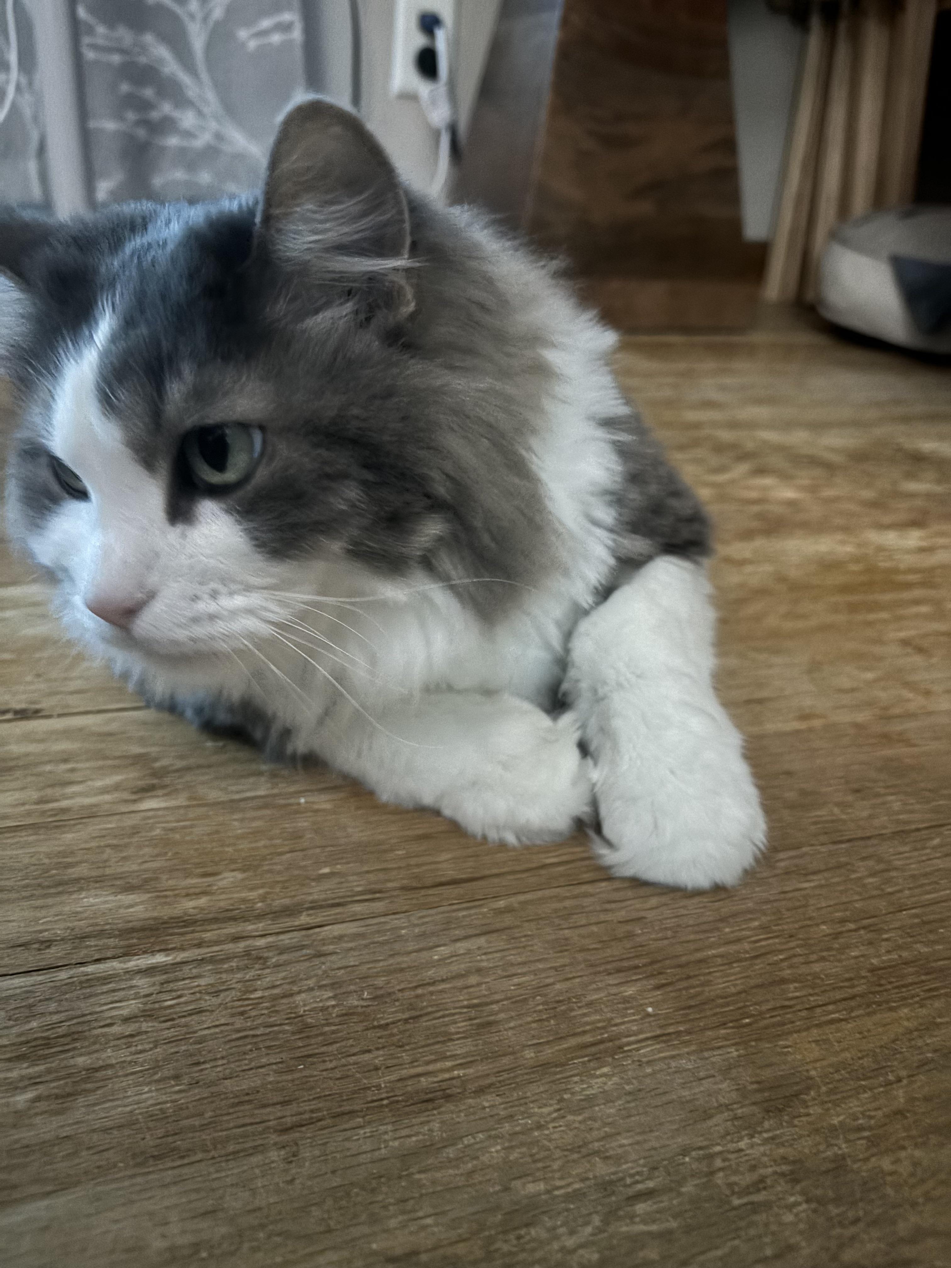 Post grooming Squirrel | Scrolller