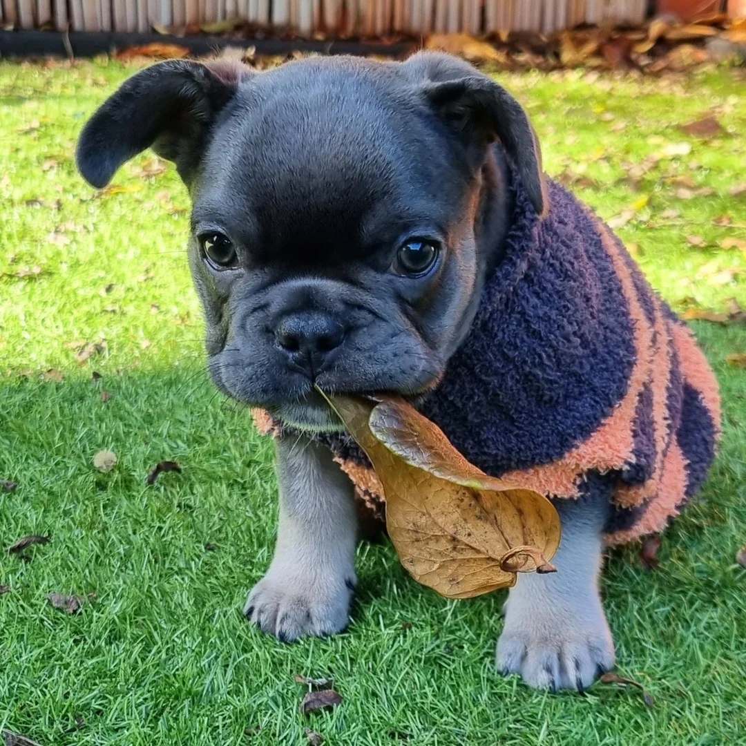 Leaf collector. | Scrolller