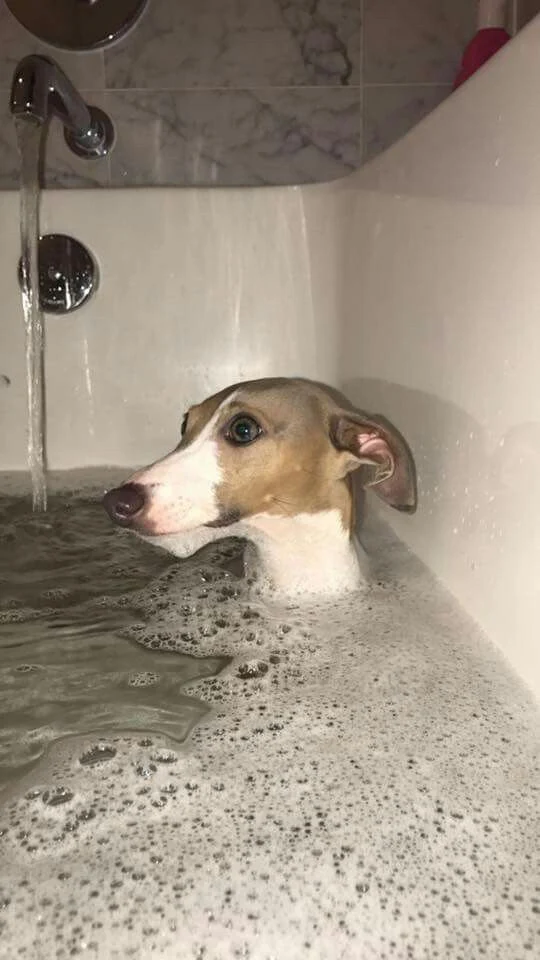 I love bath time | Scrolller