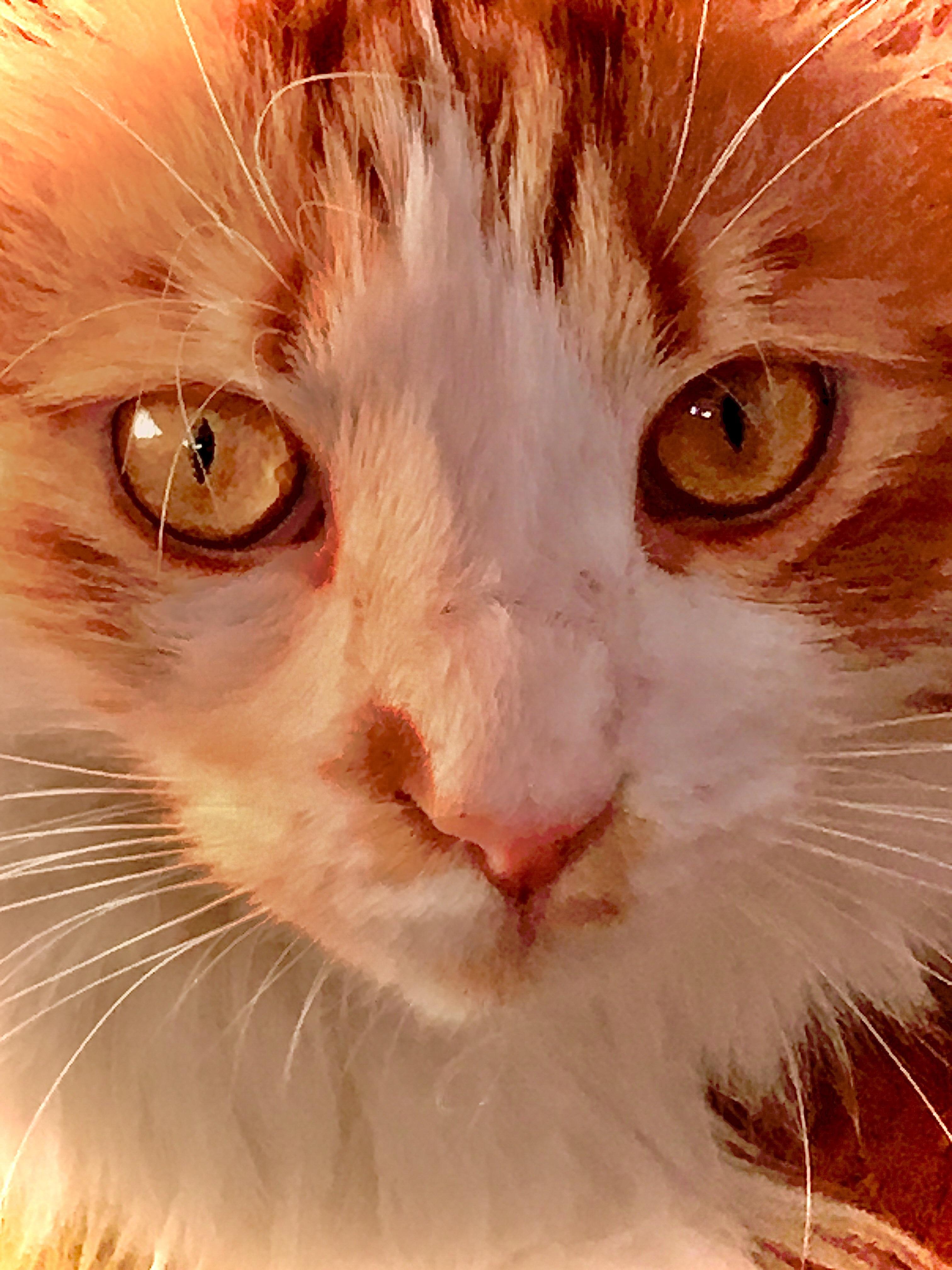 Here is a edited picture of my cat being ferocious | Scrolller