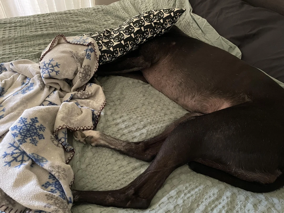Discover more like Greyhounds: This is her own choice and Related Content | Scrolller