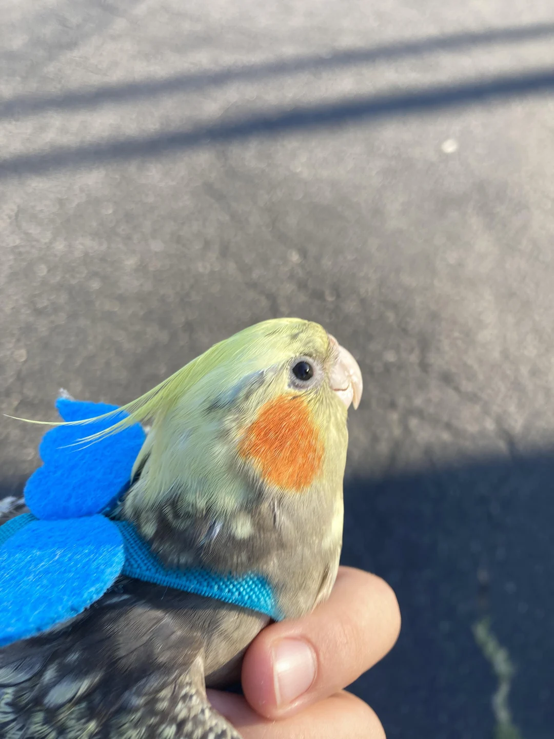 “Hallo! :D” | Scrolller