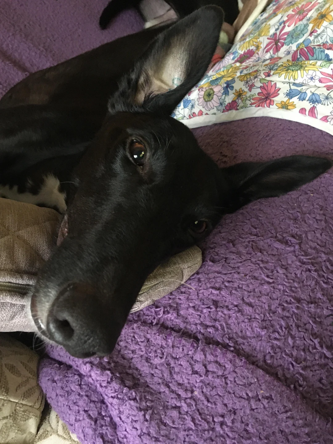 Sometimes I am a seal. Sometimes a horse. Sometimes a Doberman. Today I am a fruit bat. | Scrolller