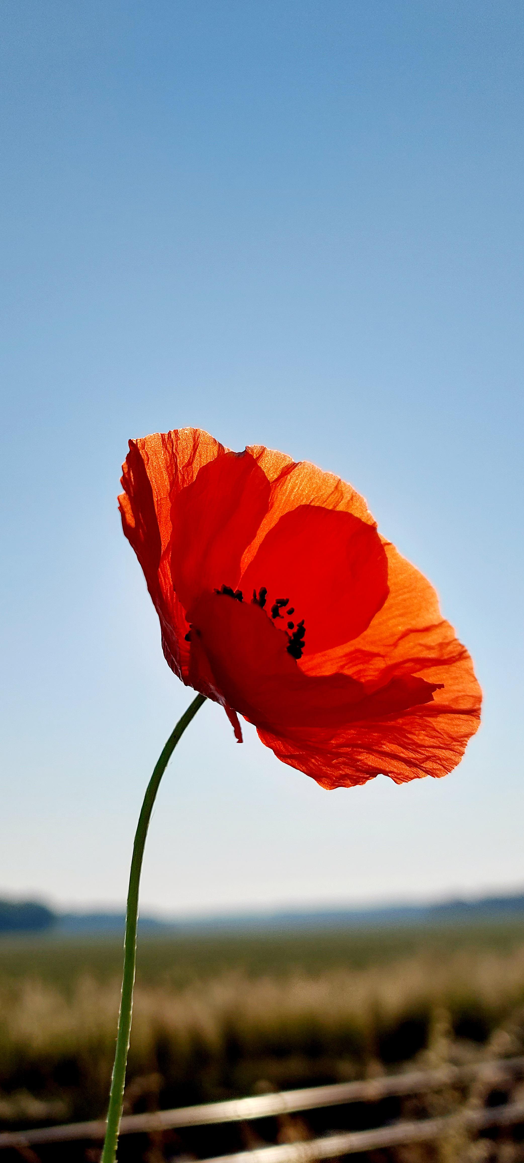 Poppy on a summers day (oc) in Limburg | Scrolller