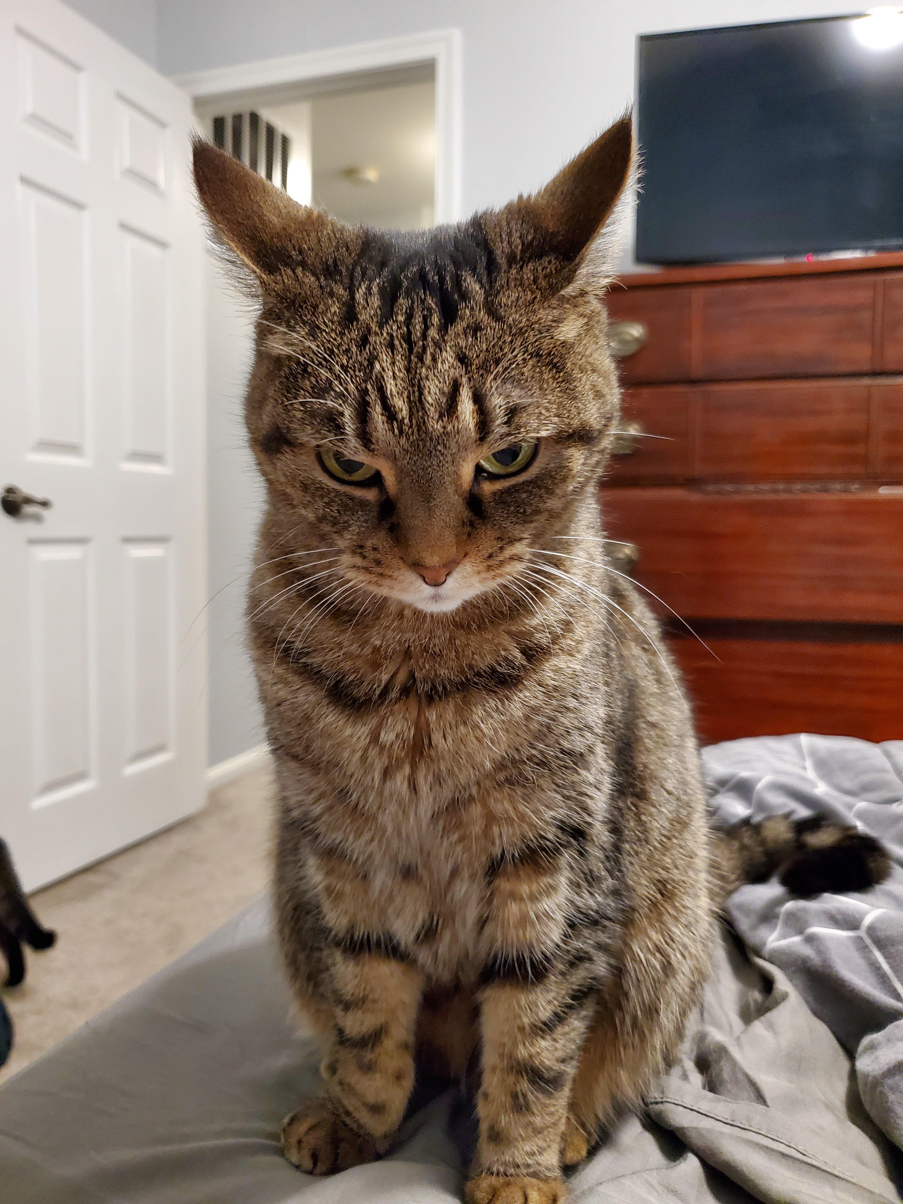 Grumpy McPissedOff | Scrolller