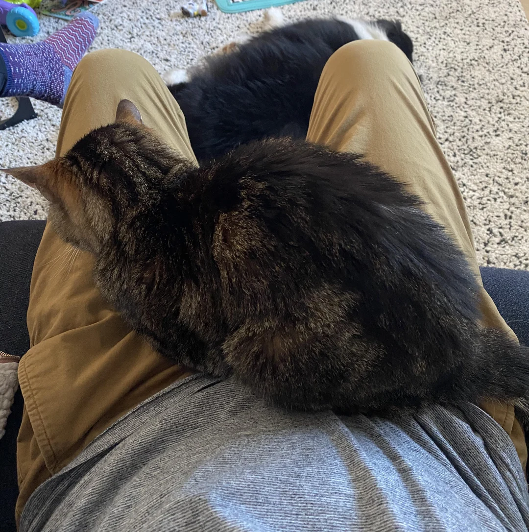 Lap loaf | Scrolller