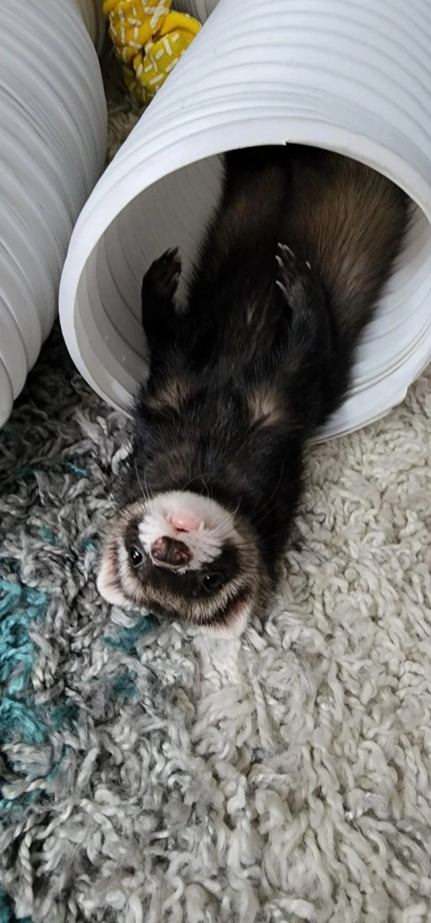 Meet my new ferret Daisy! | Scrolller