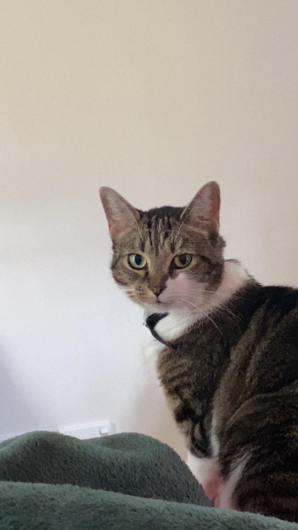 This is opal | Scrolller