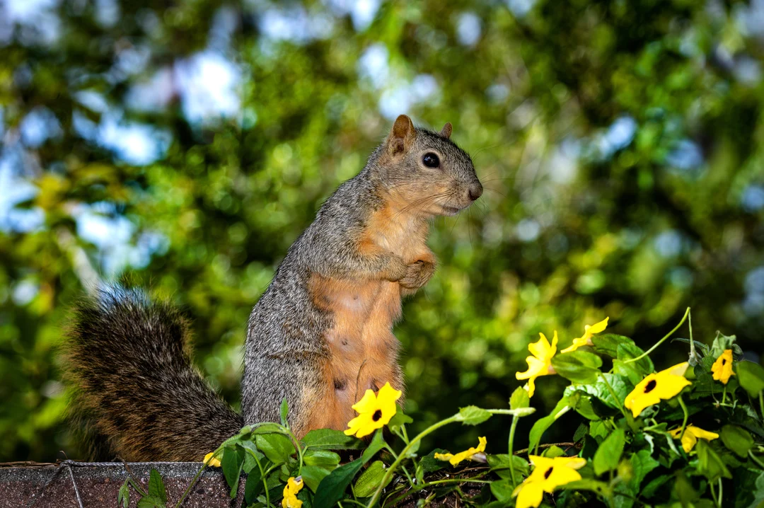 Mother Squirrel | Scrolller