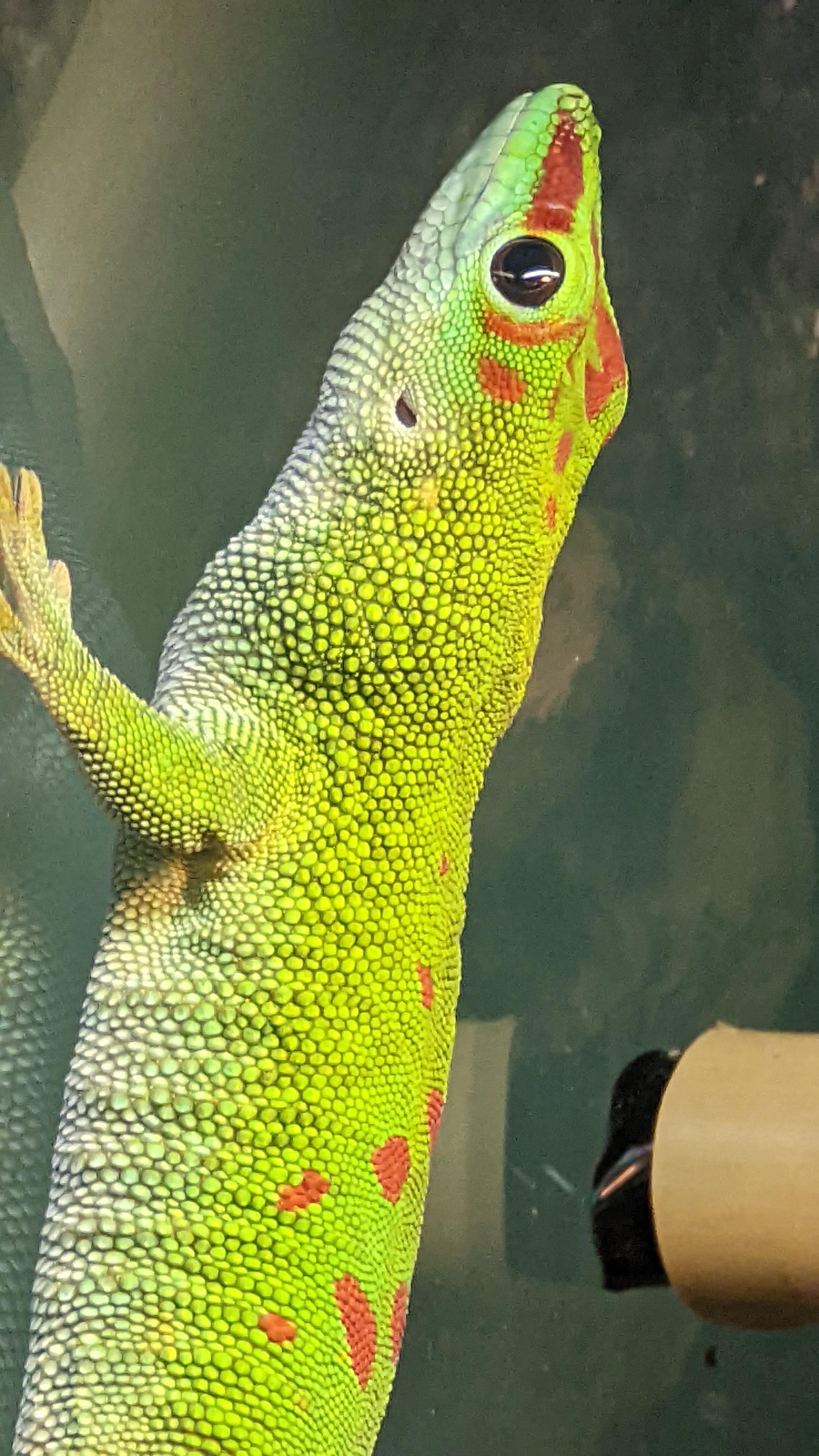 9" of unadulterated chonk | Scrolller