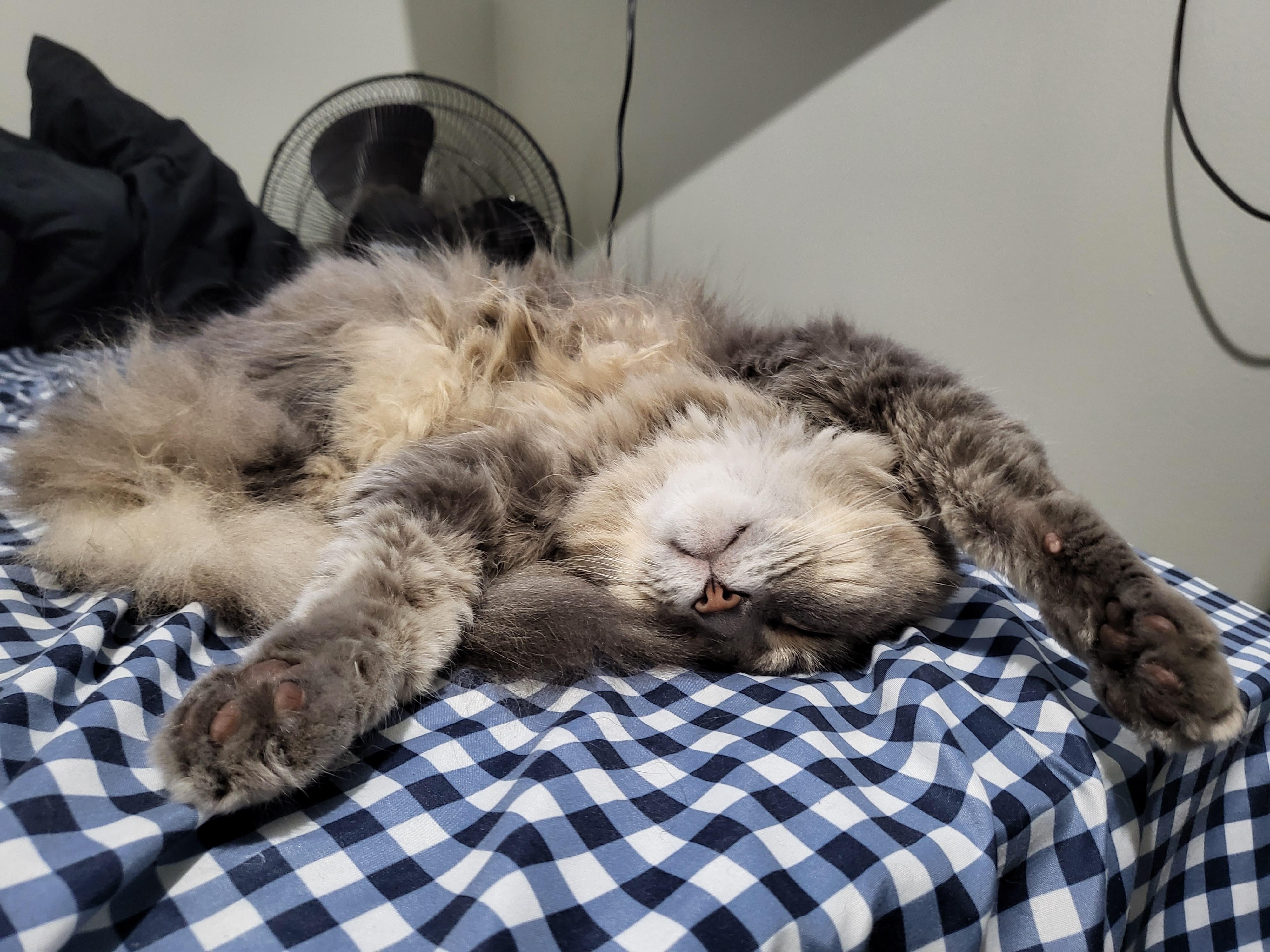 Sleepy floof. | Scrolller