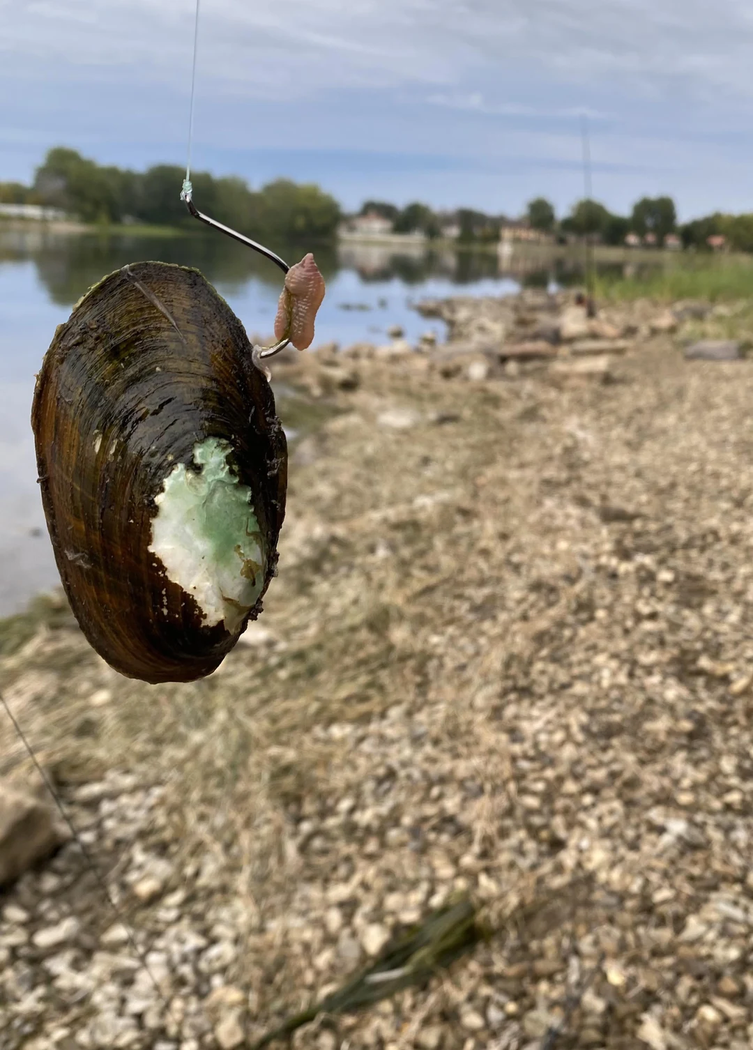 Does this rarely happen? Caught a clam because it ate my bait | Scrolller