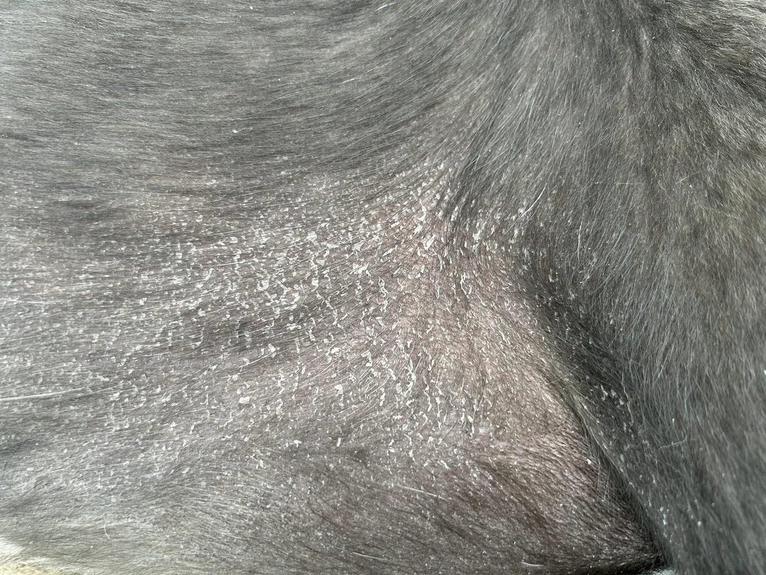 Flaky skin? | Scrolller