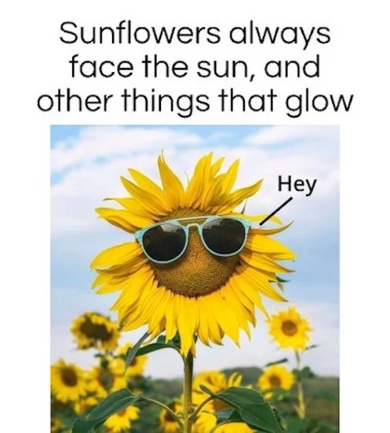 Dazzling | Scrolller