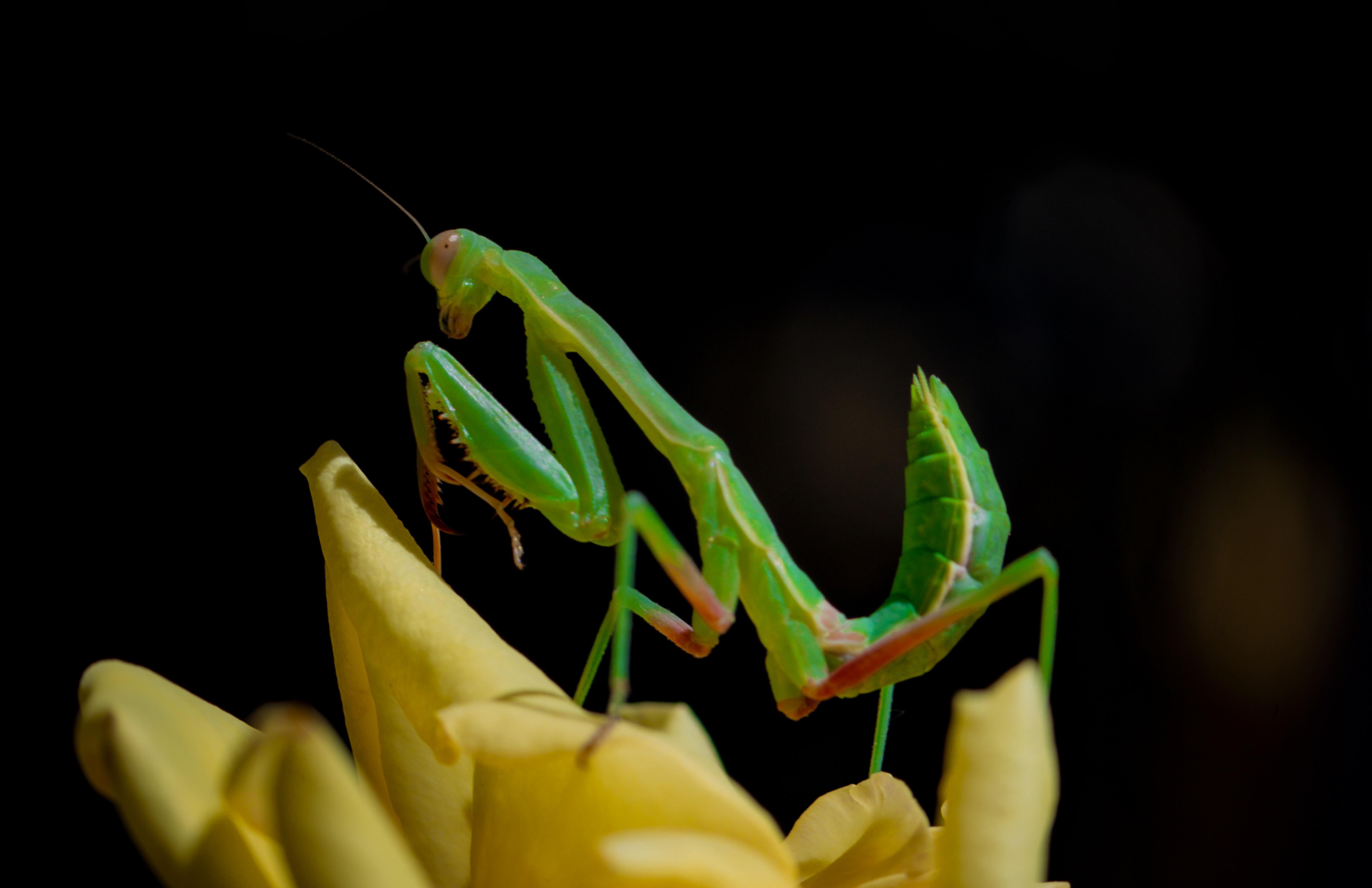 Praying Mantis on a rose | Scrolller