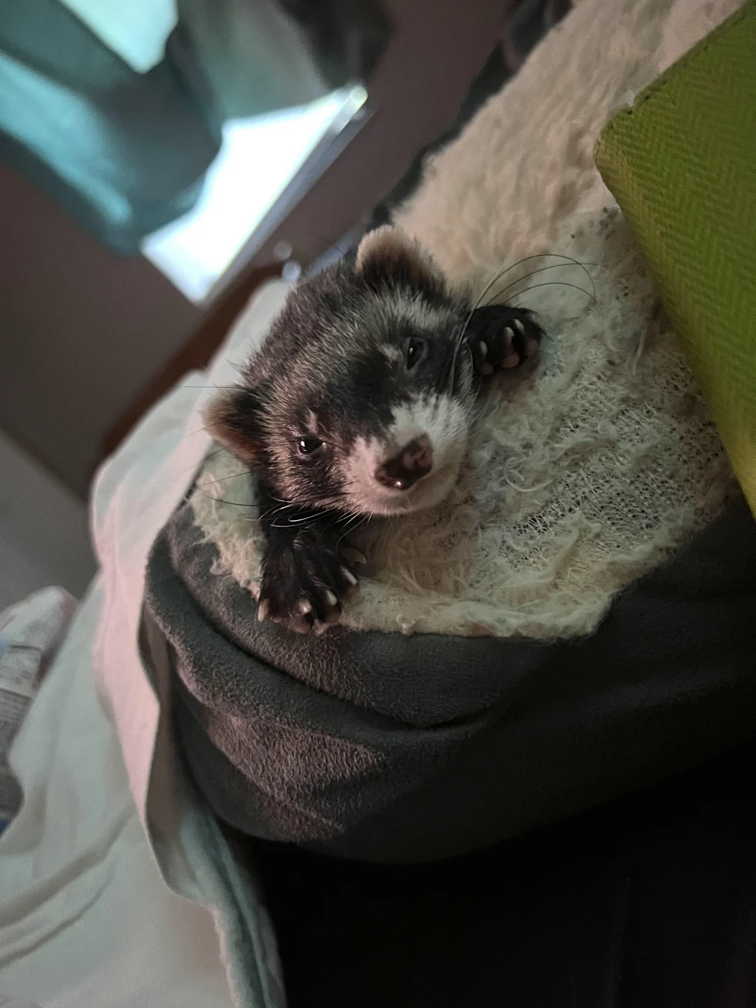 Roach, my sweet sleepy girl. | Scrolller