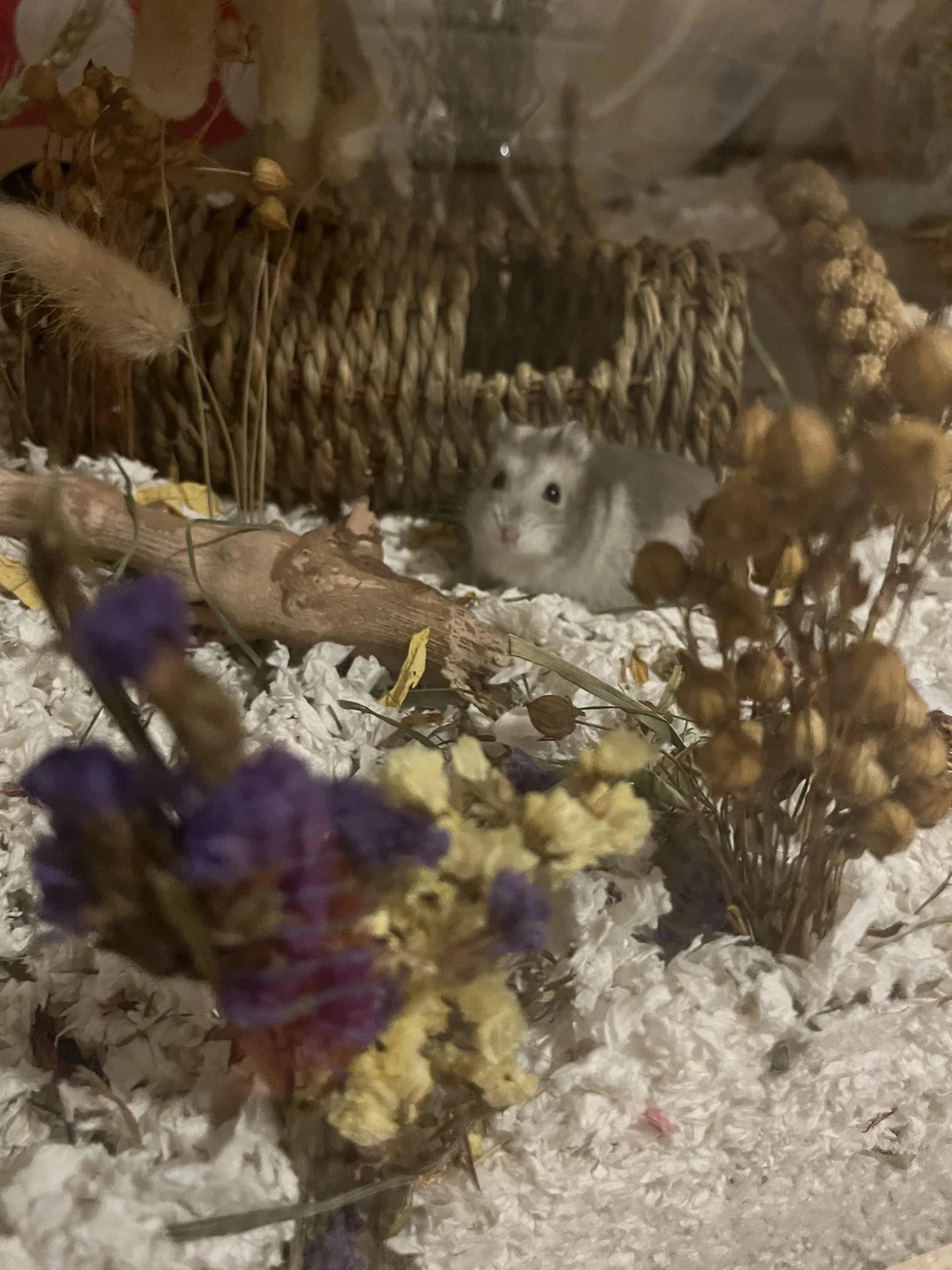 here is milo being very photogenic | Scrolller