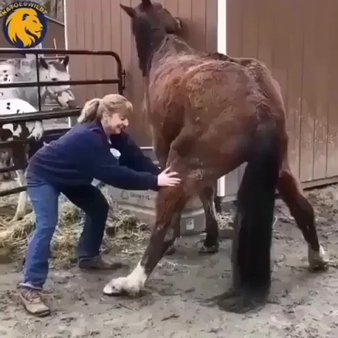 Pleasing the horse | Scrolller