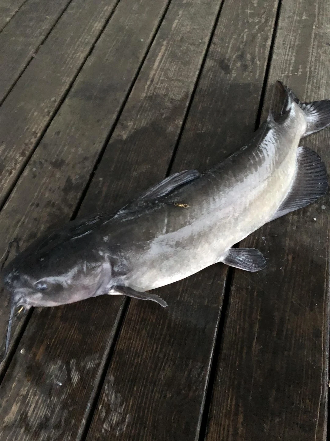 My finest flathead, not picture perfect had line out about 125 yards or so in a bay so looked ...