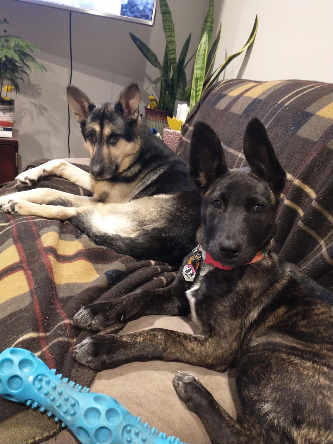 Max (8 year old German Shepherd/Cattle Dog) & Mirri (17 week old Dutch Shepherd/Cattle Dog ...