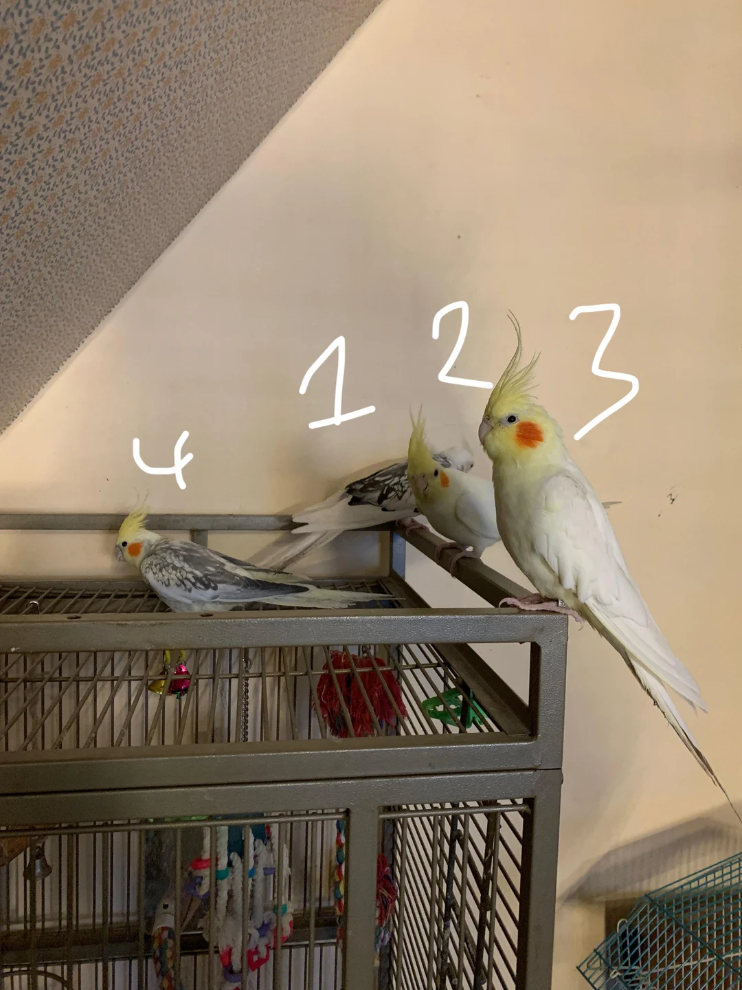 my chickens 💙 | Scrolller