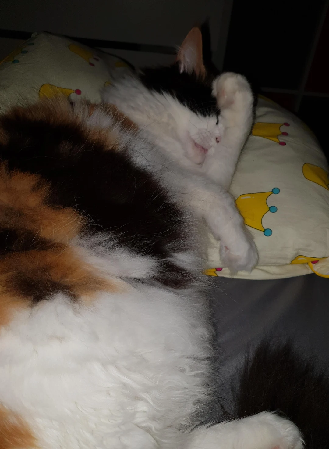 Not her most flattering angle, but here's my floofy child Julie | Scrolller