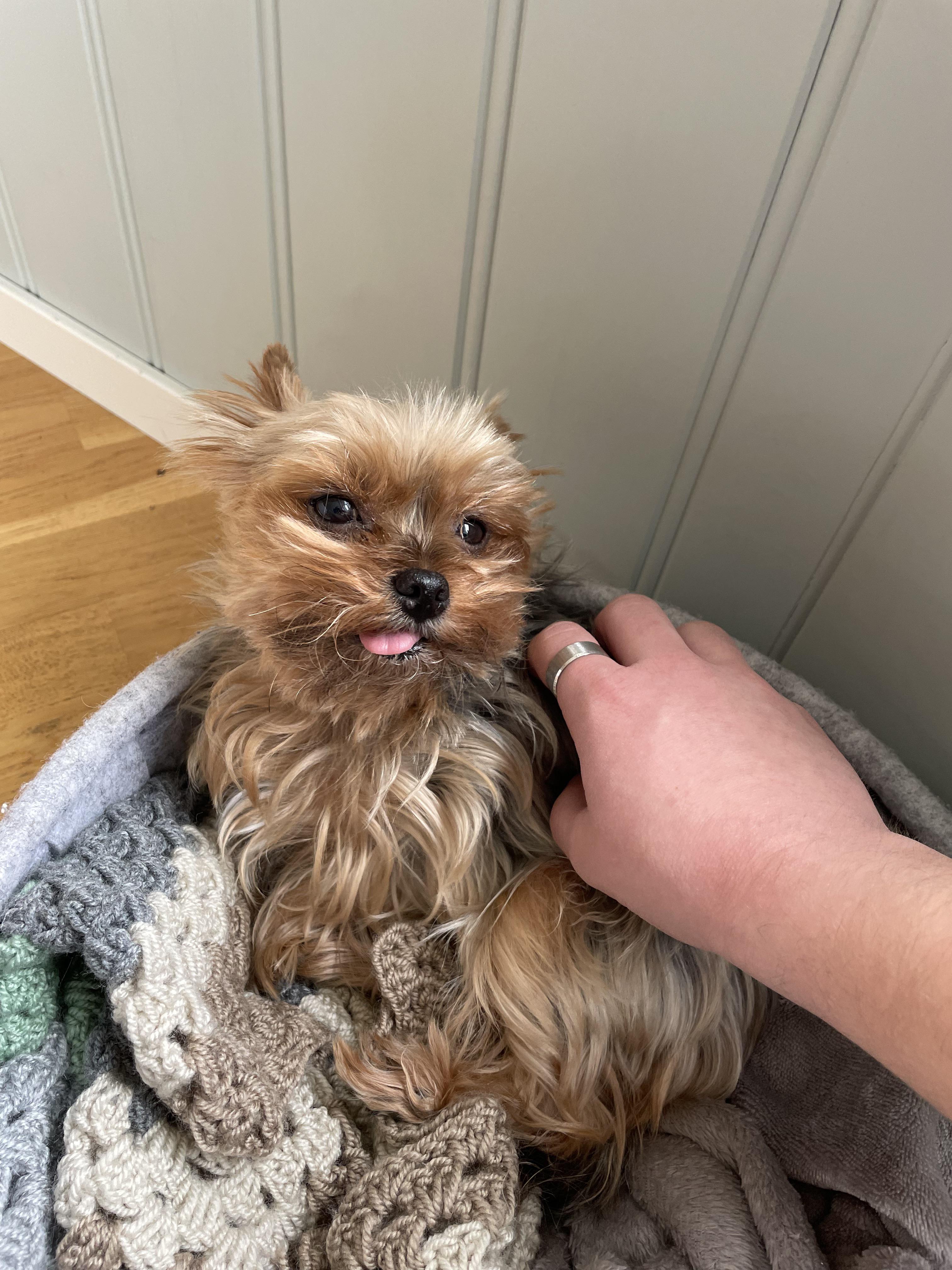 Discover more like Cute: My dog Getting pets and Related Content | Scrolller