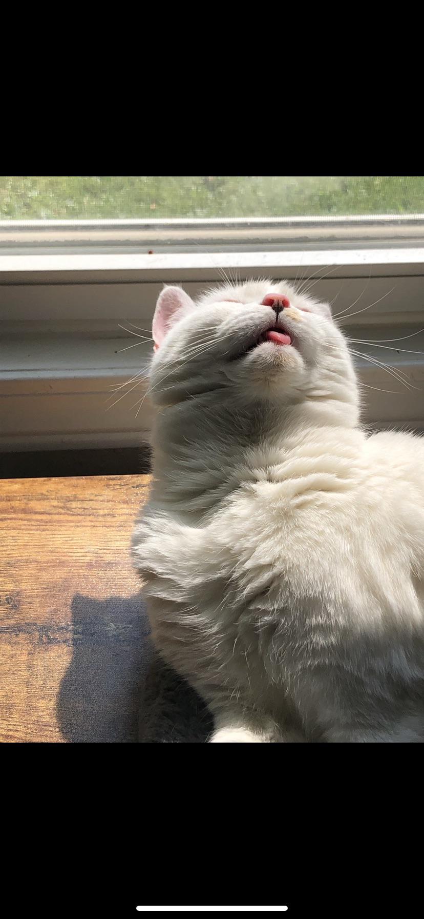 sunbathing blep | Scrolller