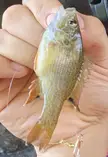 Went fishing for the first time in years. Anybody know what I caught? | Scrolller