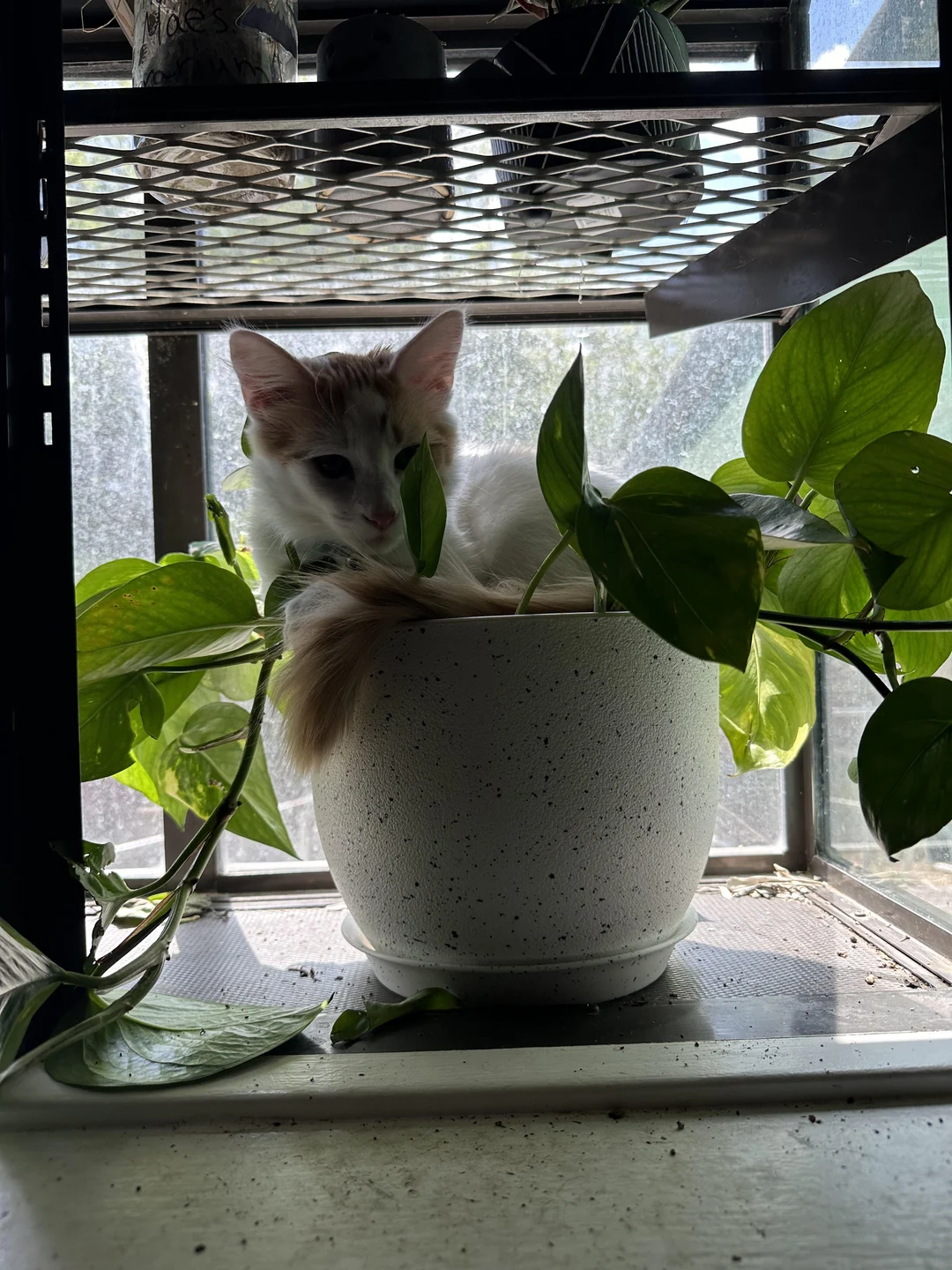 Purrfect pothos | Scrolller