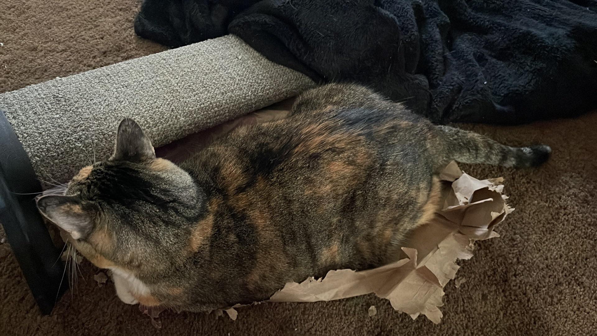 Angry Loaf by Little Puss | Scrolller