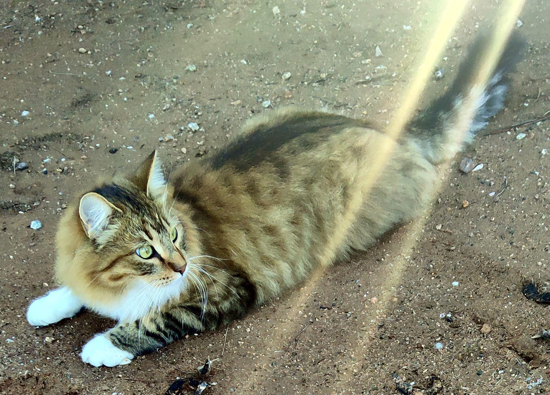 The divine feline. | Scrolller