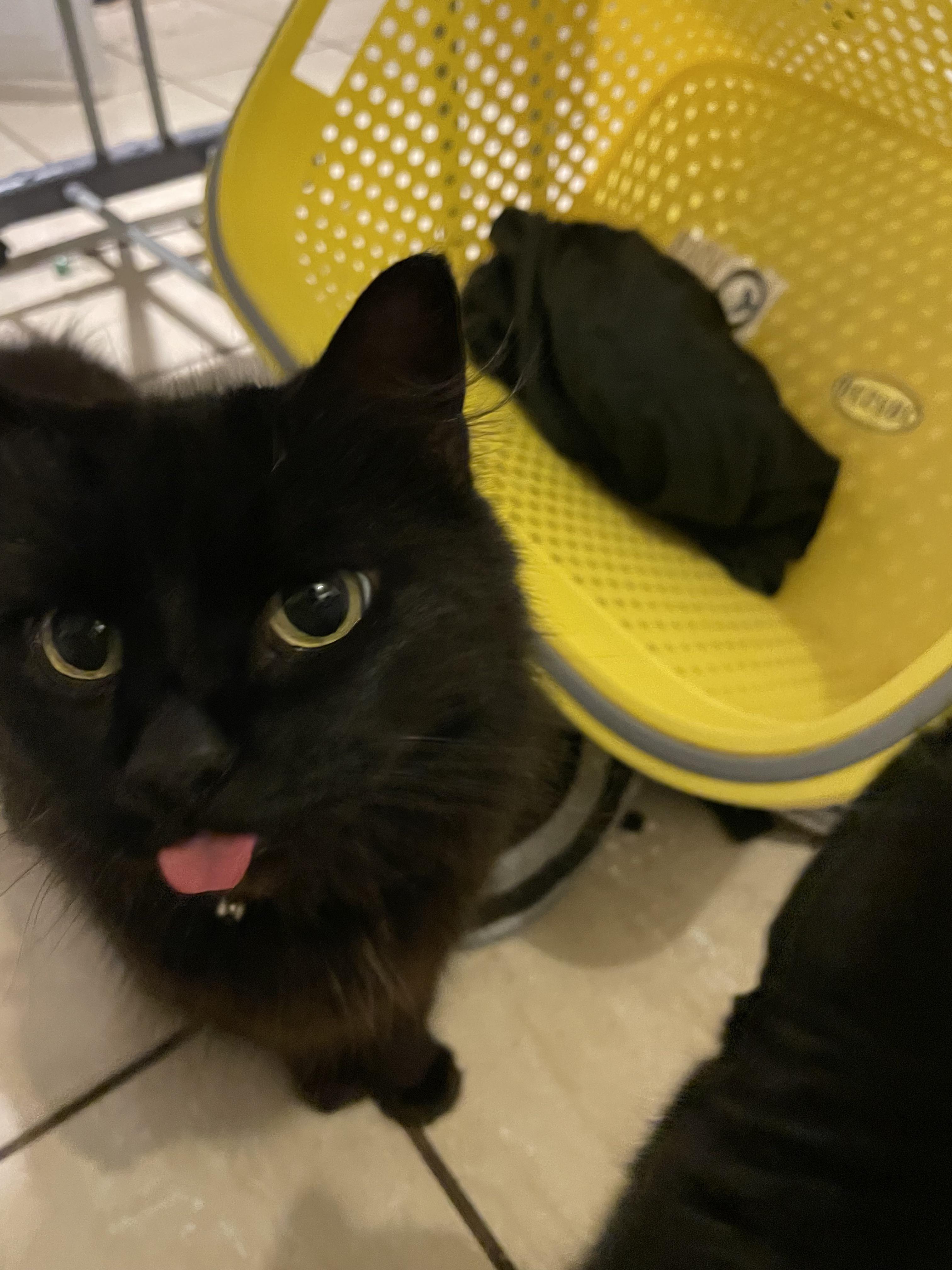 Fluffy blep | Scrolller