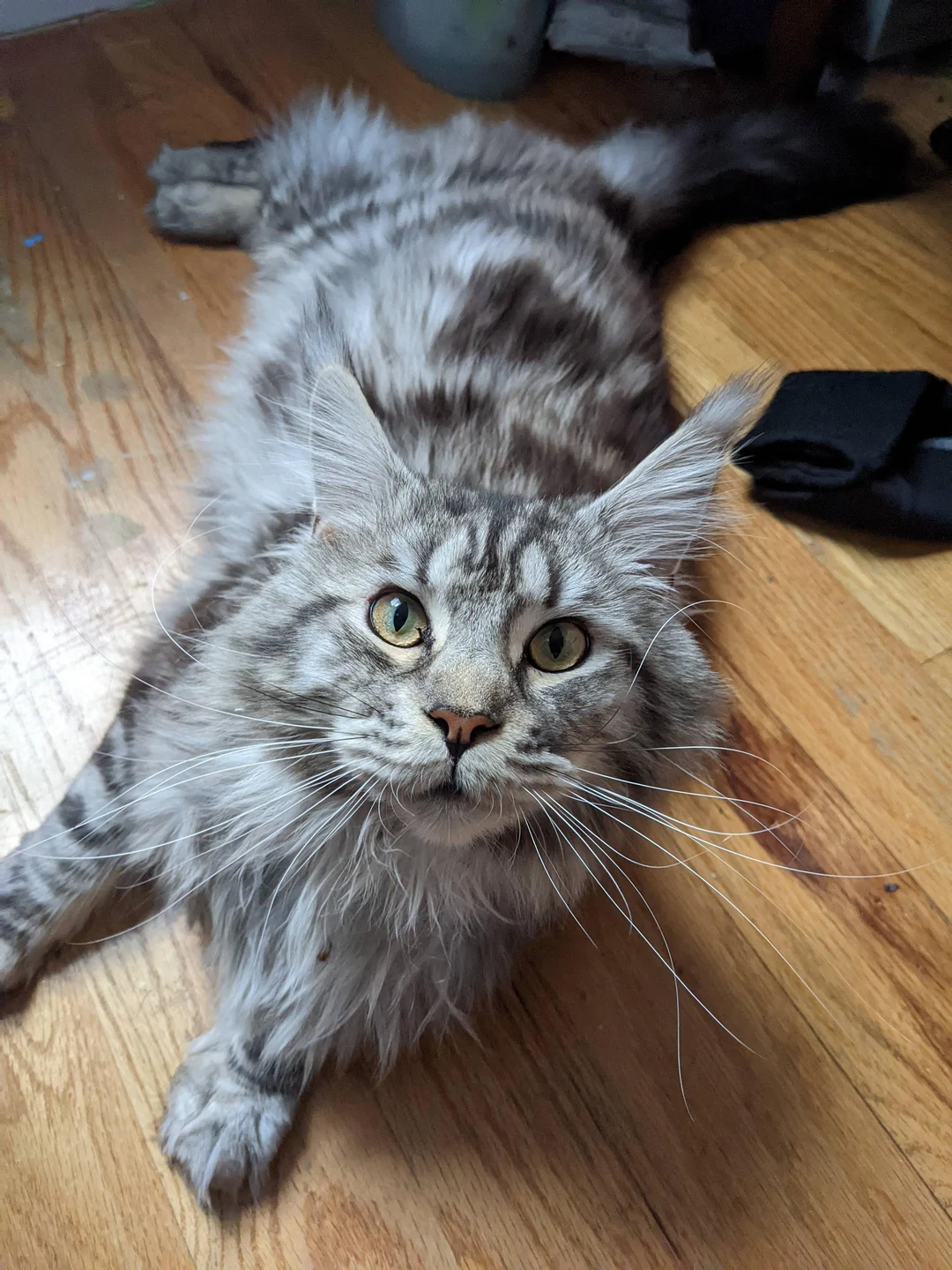 This is Mochi | Scrolller