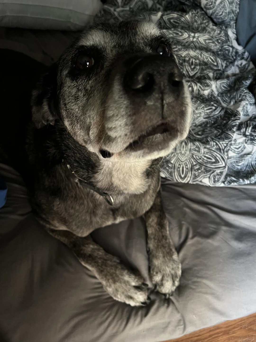 The way my beautiful old man had his paws setting just melted my heart. | Scrolller