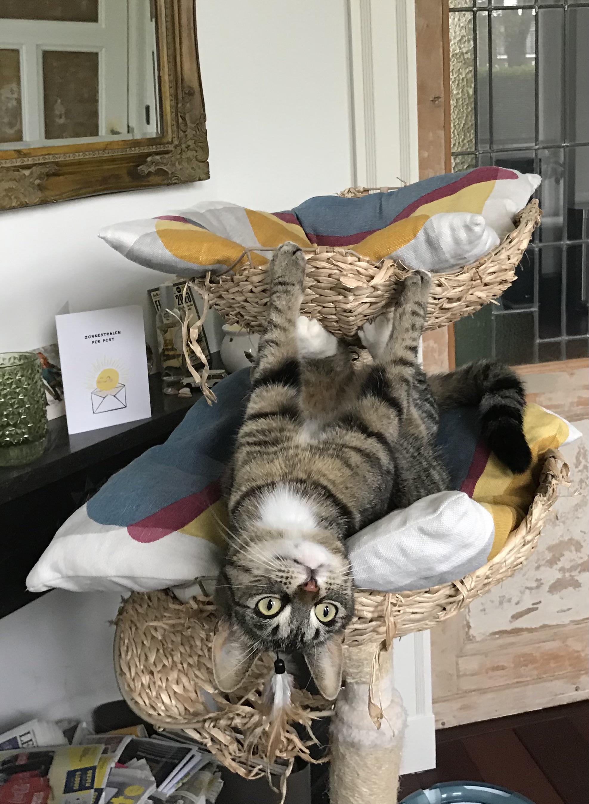 Upside derp | Scrolller