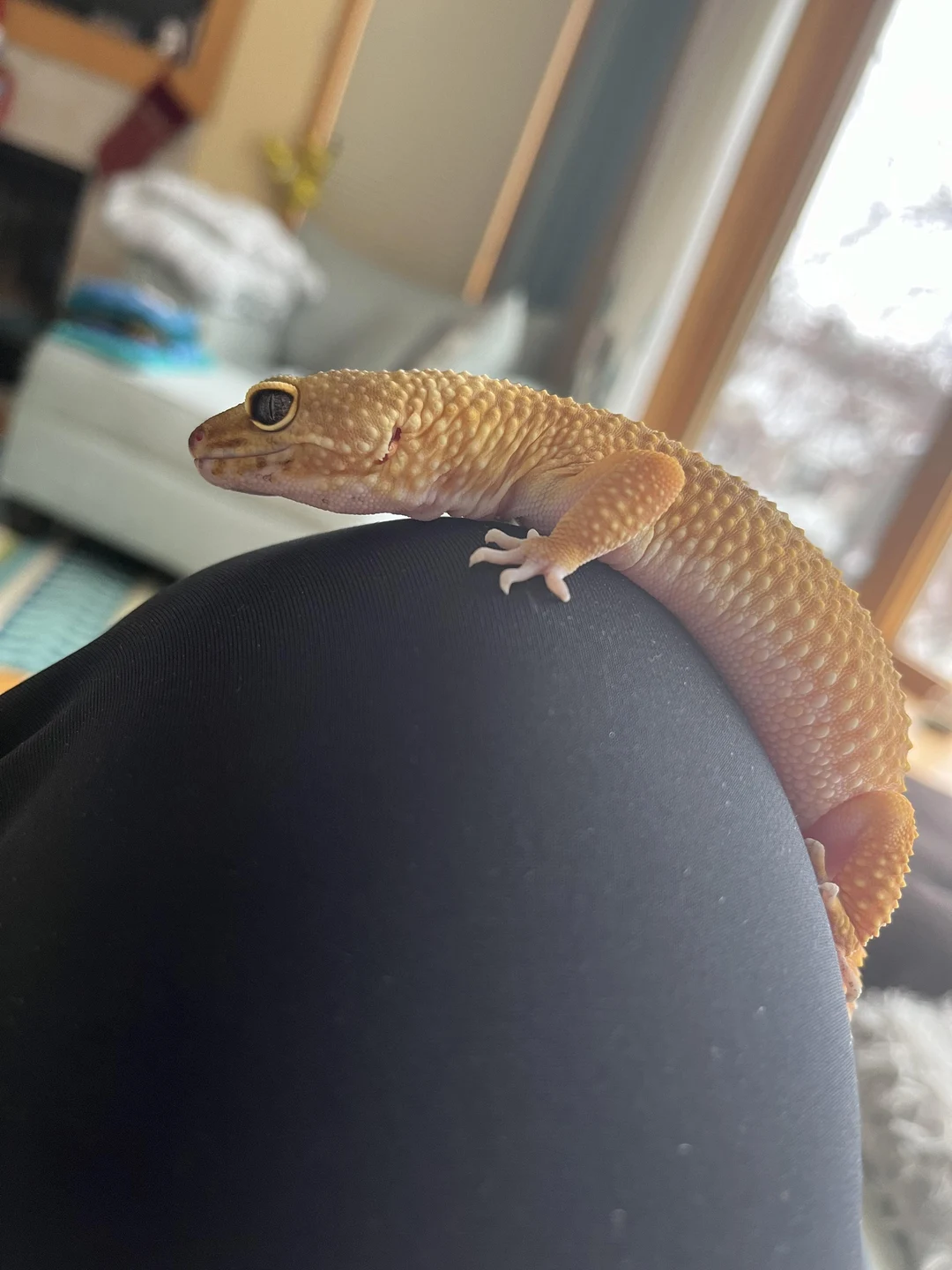 hi gecko lovers! wanted to share a picture of my giant leopard gecko, topaz! she’s a rescue and ...